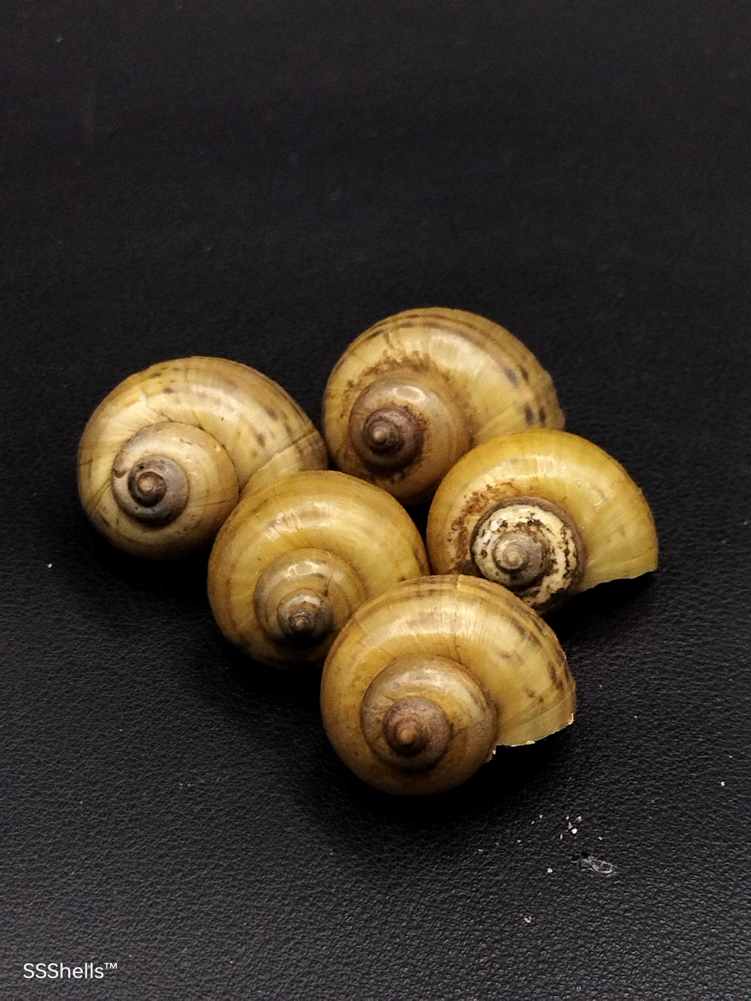 5 x apple snail shells #6830 | She Sells Shells