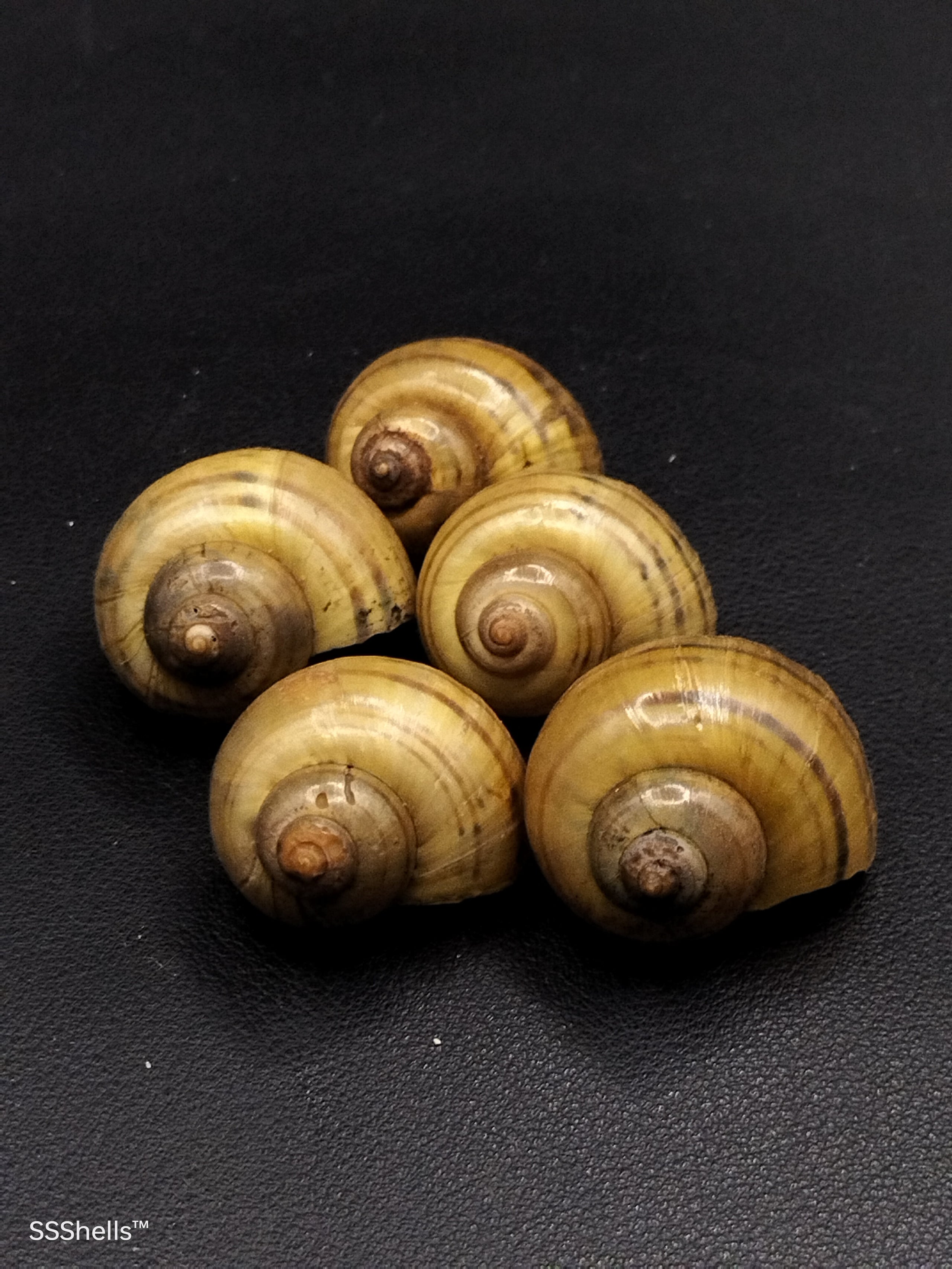 5 x apple snail shells #6831 | She Sells Shells