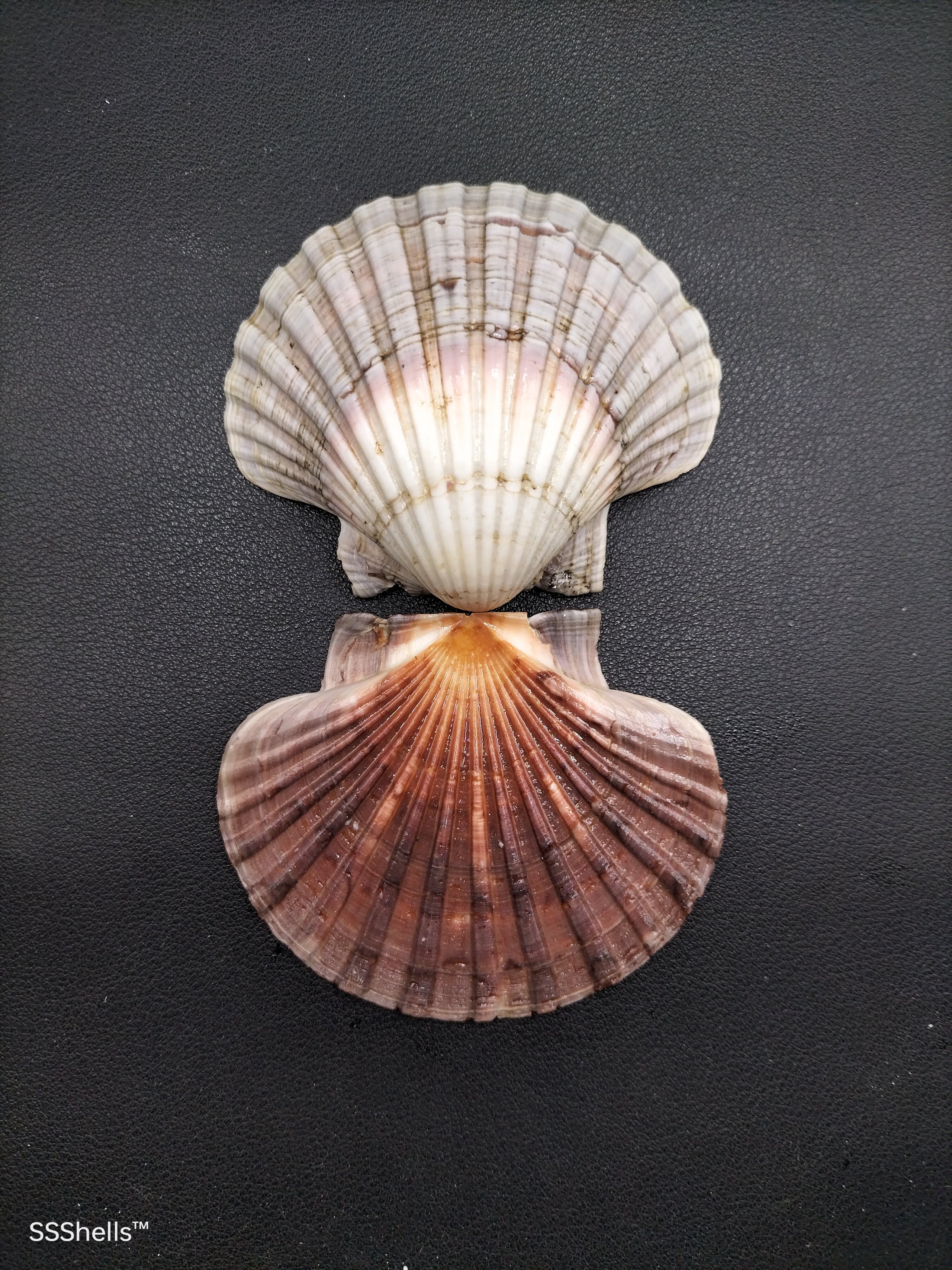 Pecten fumatus #6851 | She Sells Shells