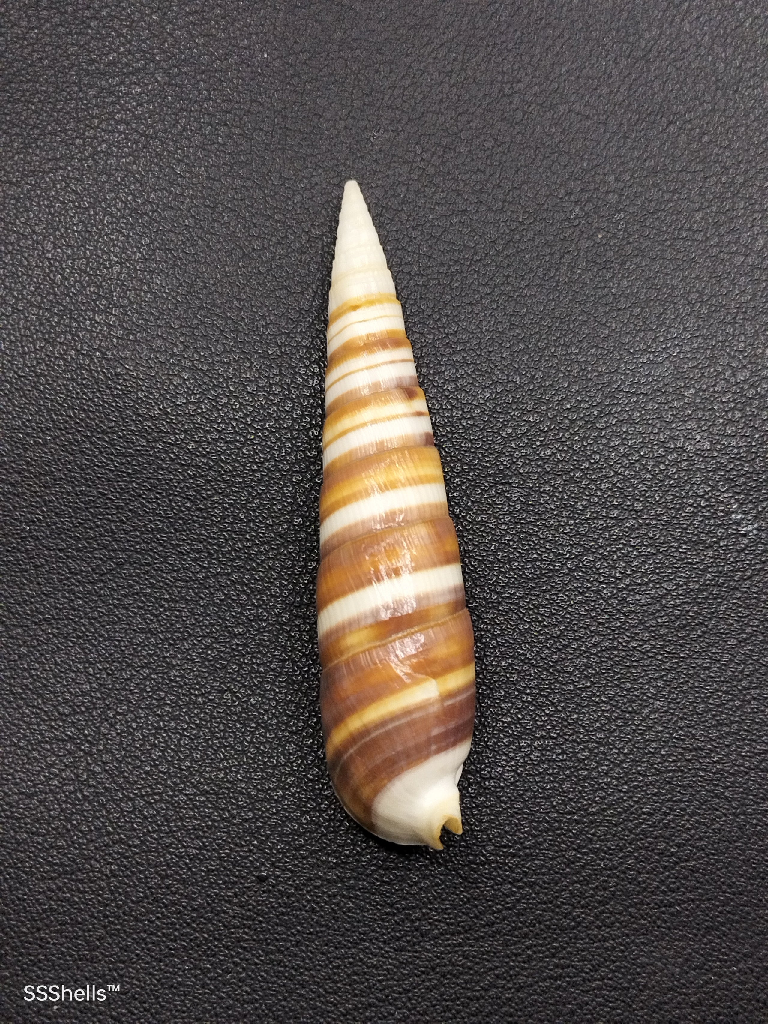 Rhinoclavis fasciata #6865 | She Sells Shells