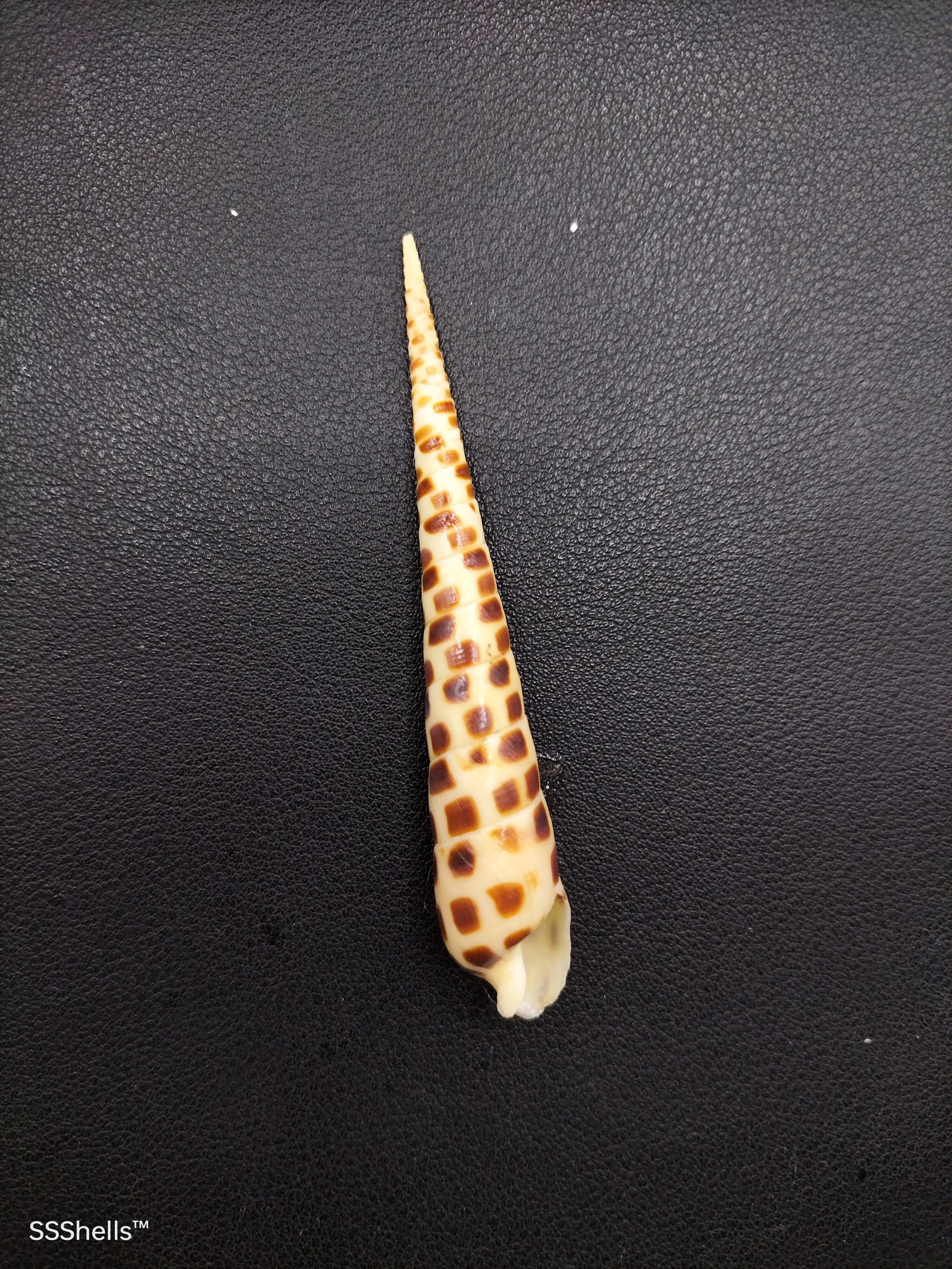 Terebra areolata #6866 | She Sells Shells