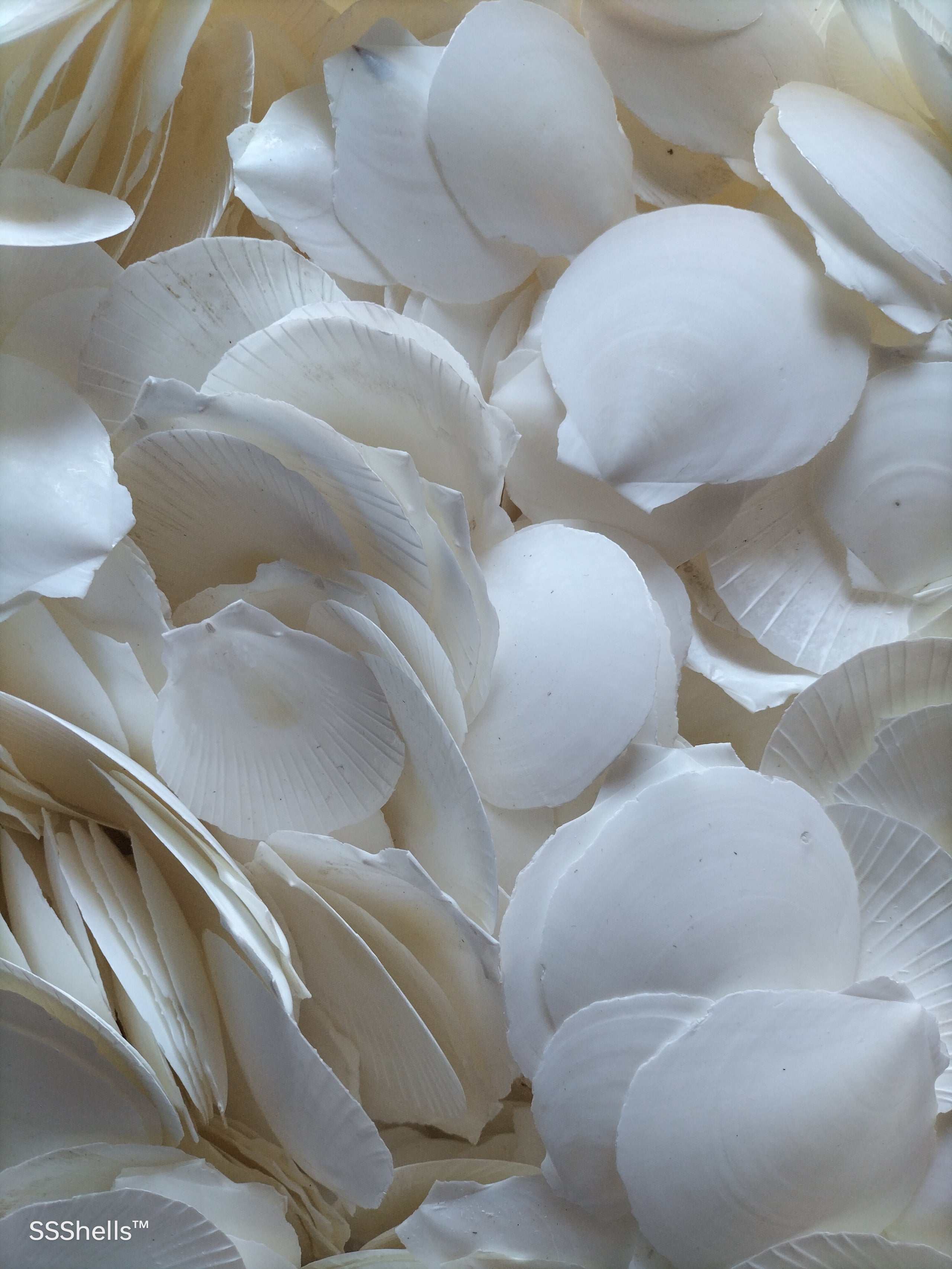 500g white scallops #6868 | She Sells Shells