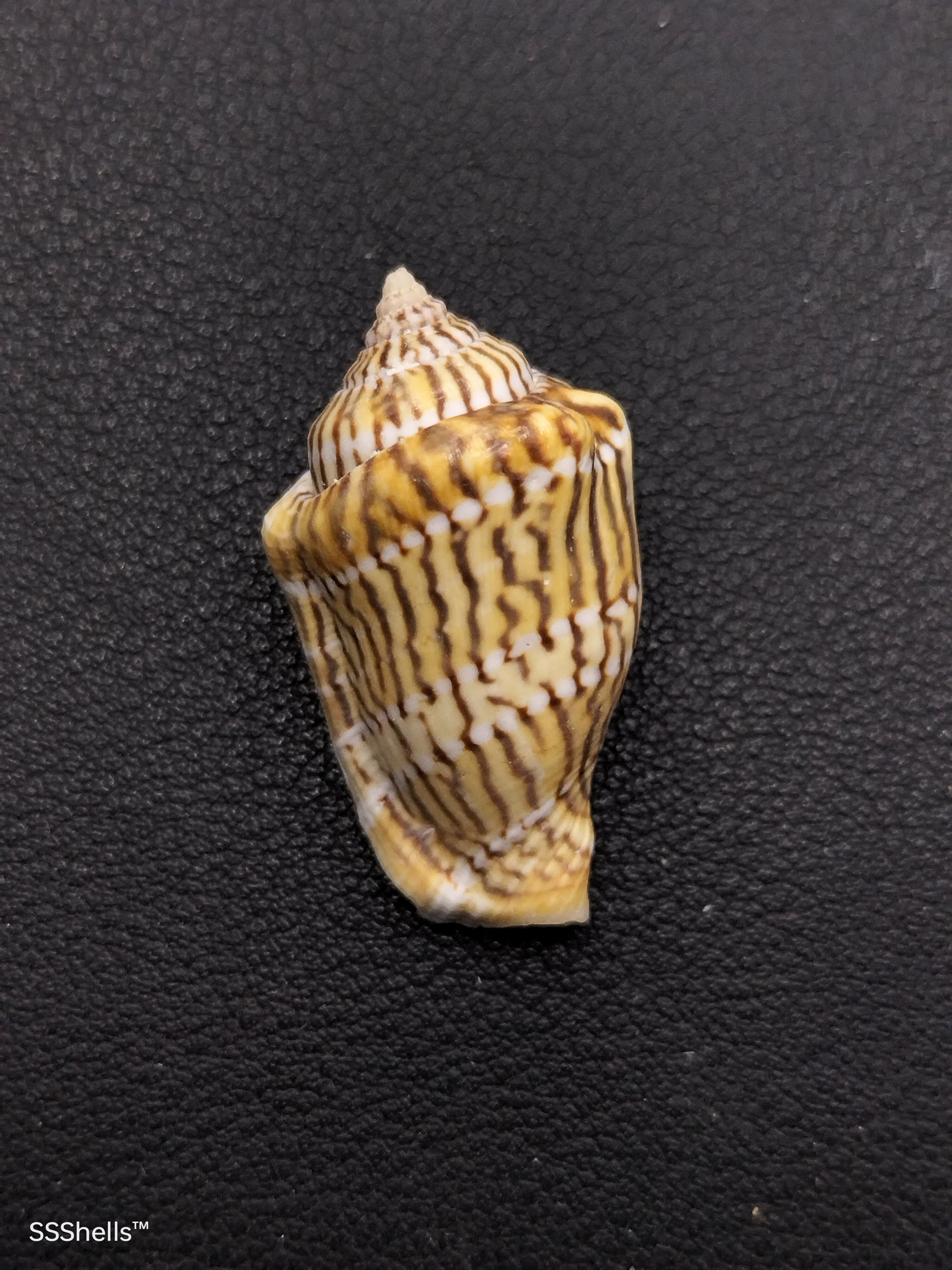 Strombus mutabilis #6881 | She Sells Shells