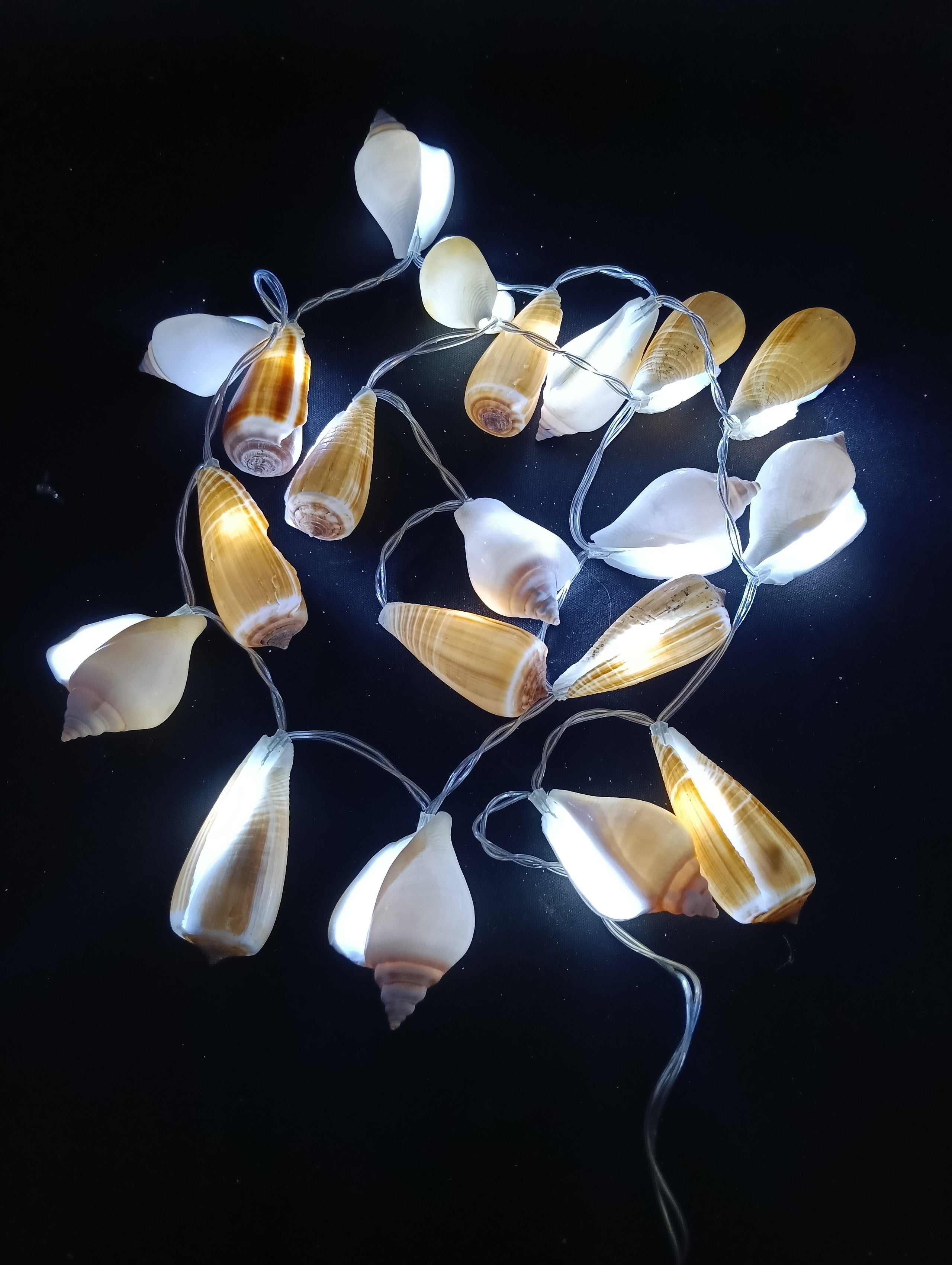 Shell string lights | She Sells Shells
