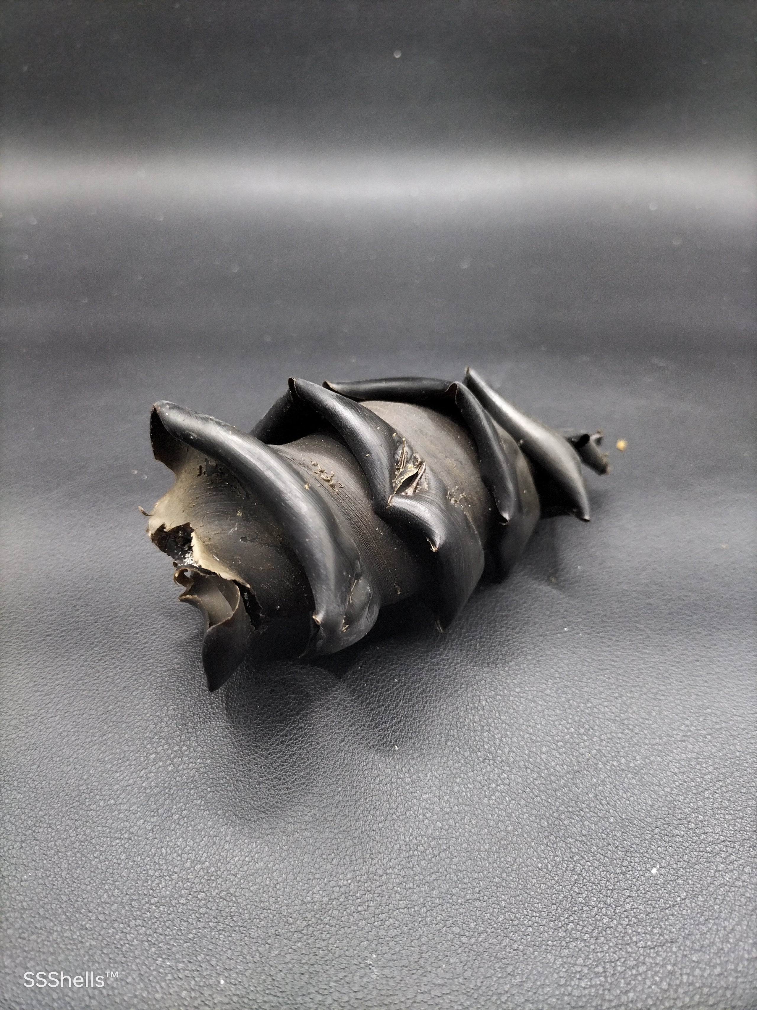 Port Jackson shark egg capsule #6935 | She Sells Shells