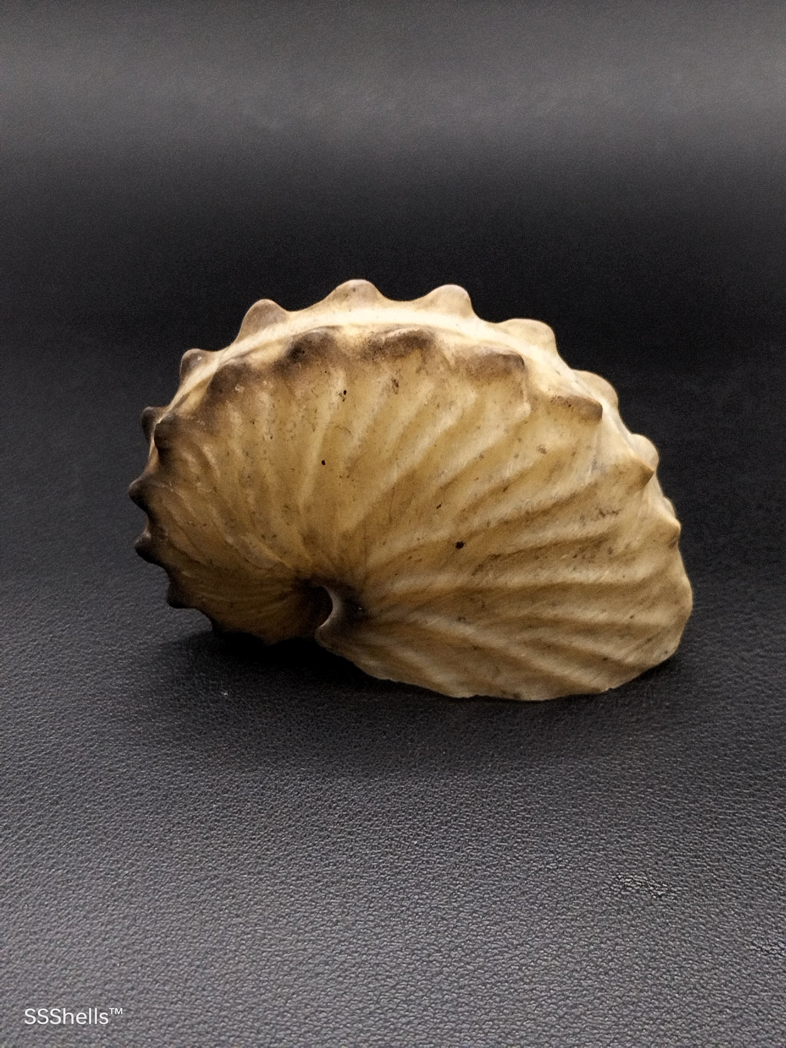 Argonauta hians (paper nautilus) #7078 | She Sells Shells