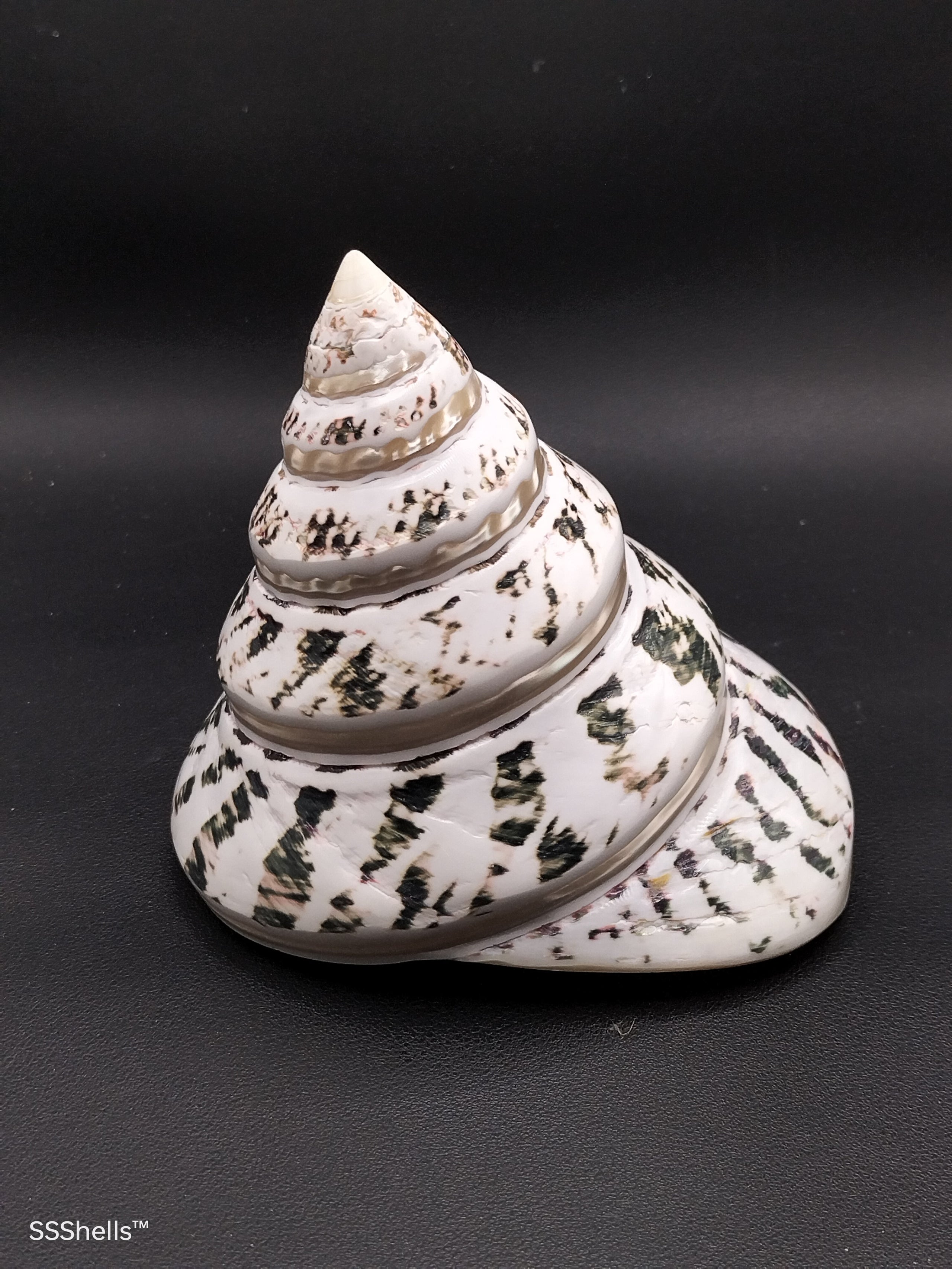 Banded trochus niloticus #7131 | She Sells Shells