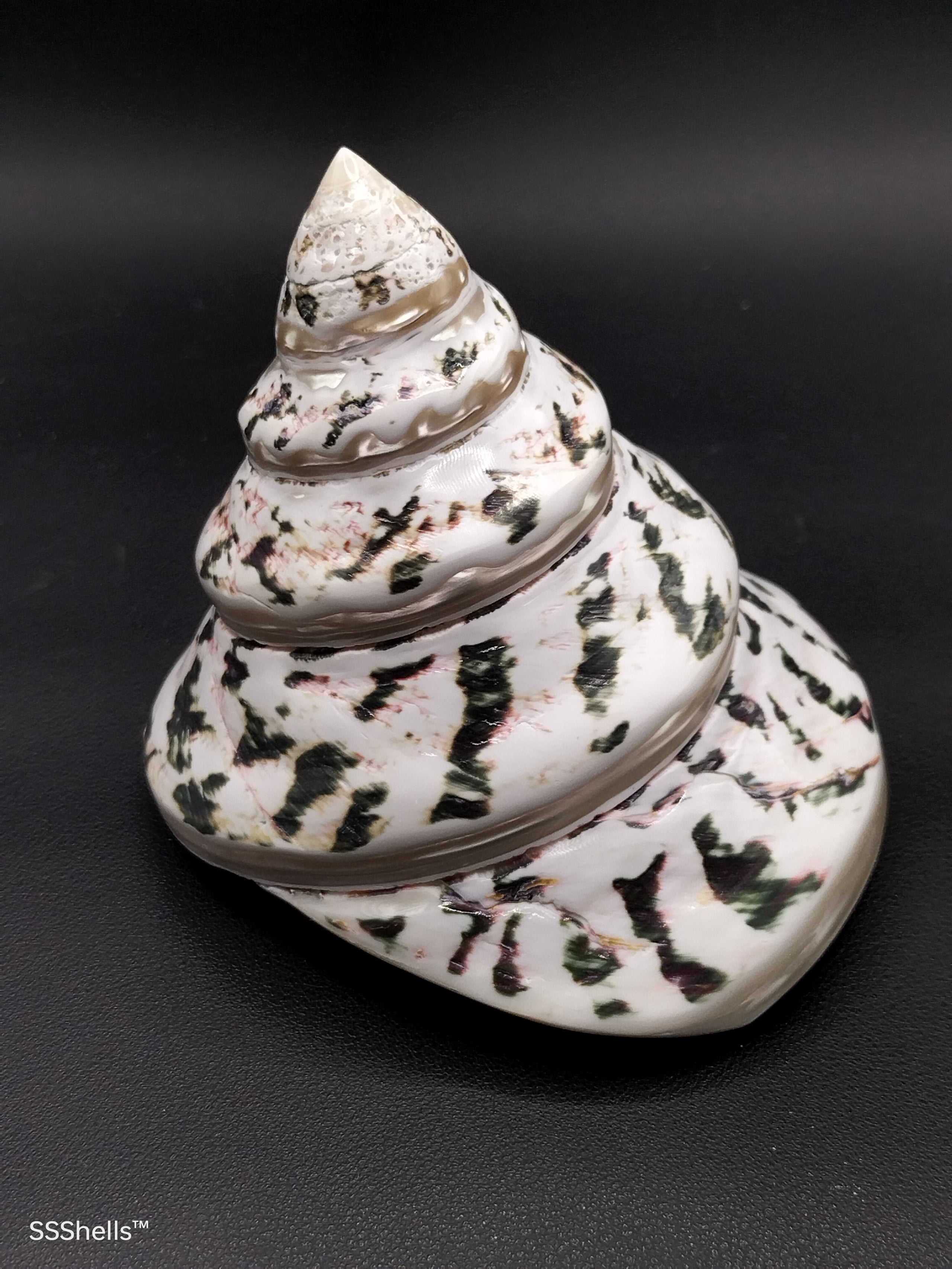 Banded trochus niloticus #7132 | She Sells Shells