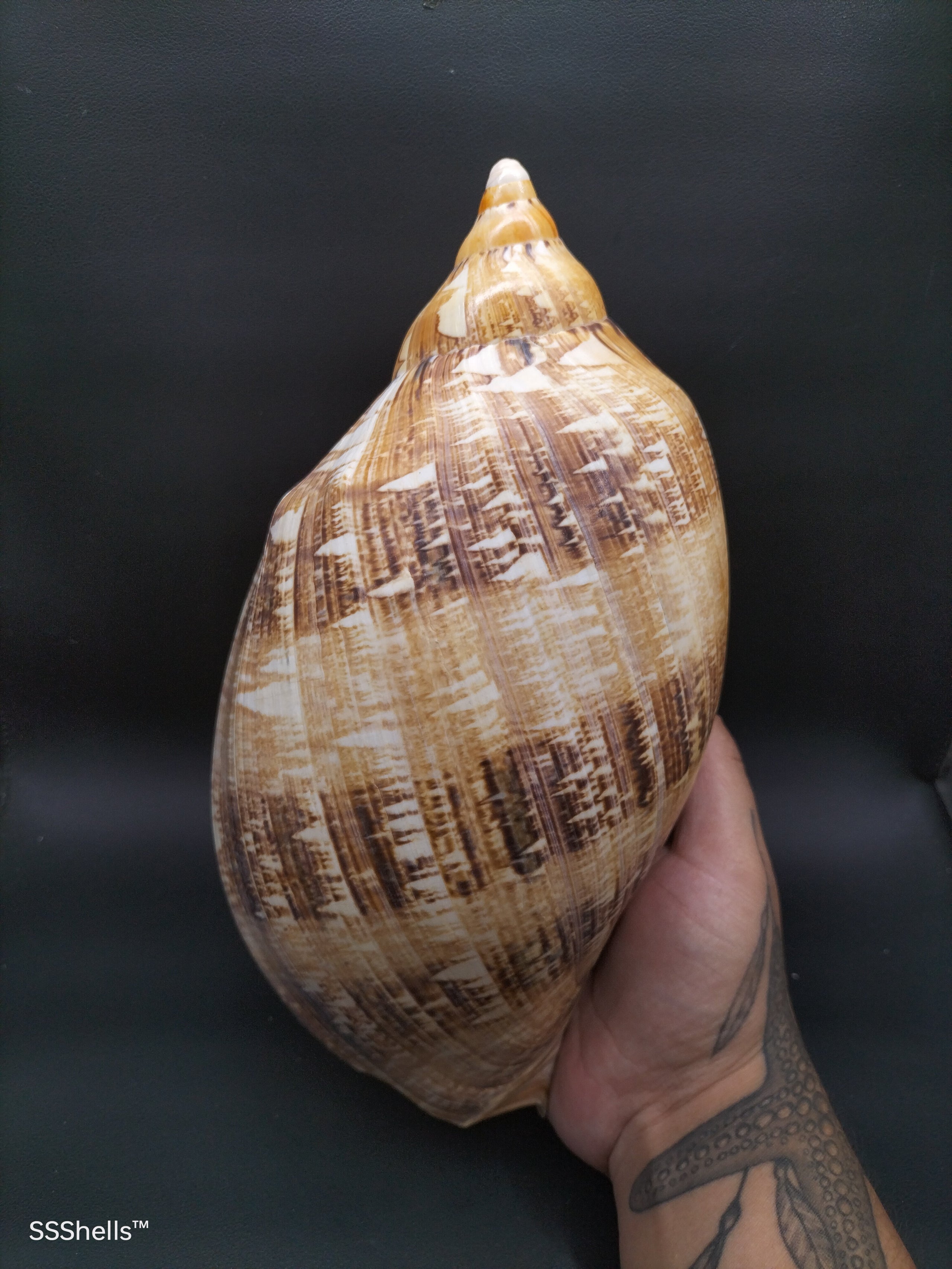 Giant 10.5" cymbiola magnifica #7144 | She Sells Shells