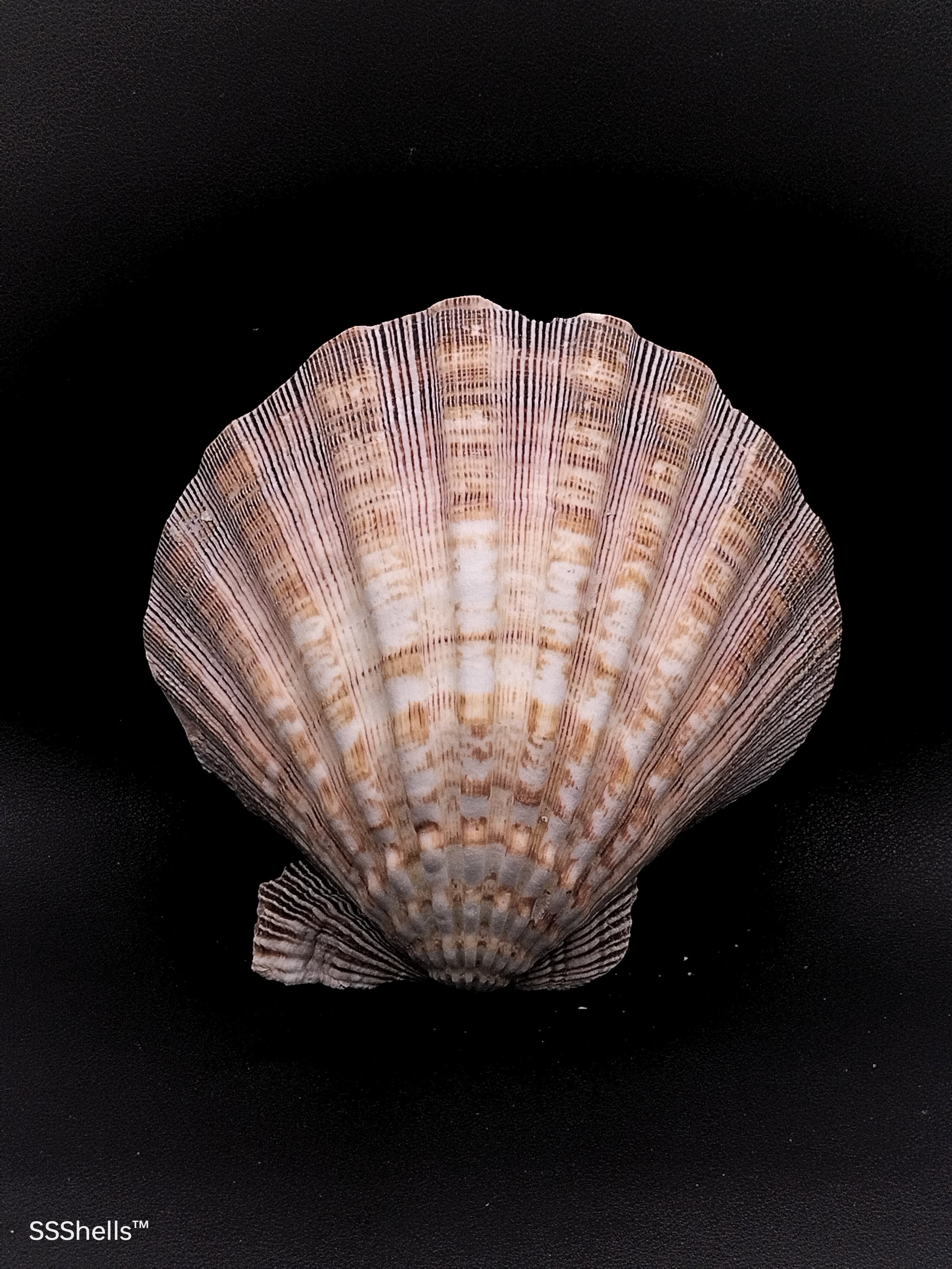 Giant, 6" pecten nodosa #7147 | She Sells Shells
