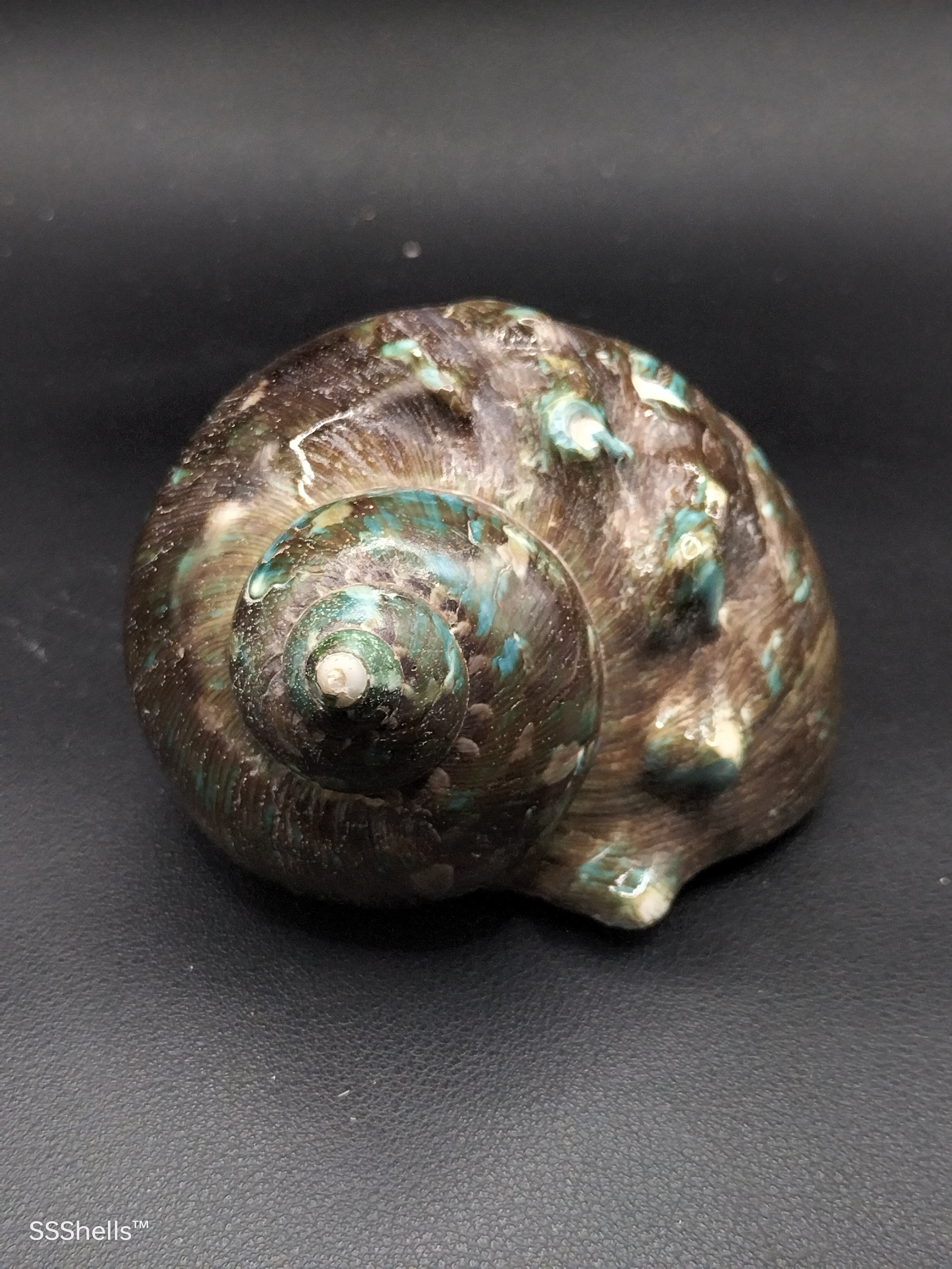 Jade turbo Burgess #7154 | She Sells Shells