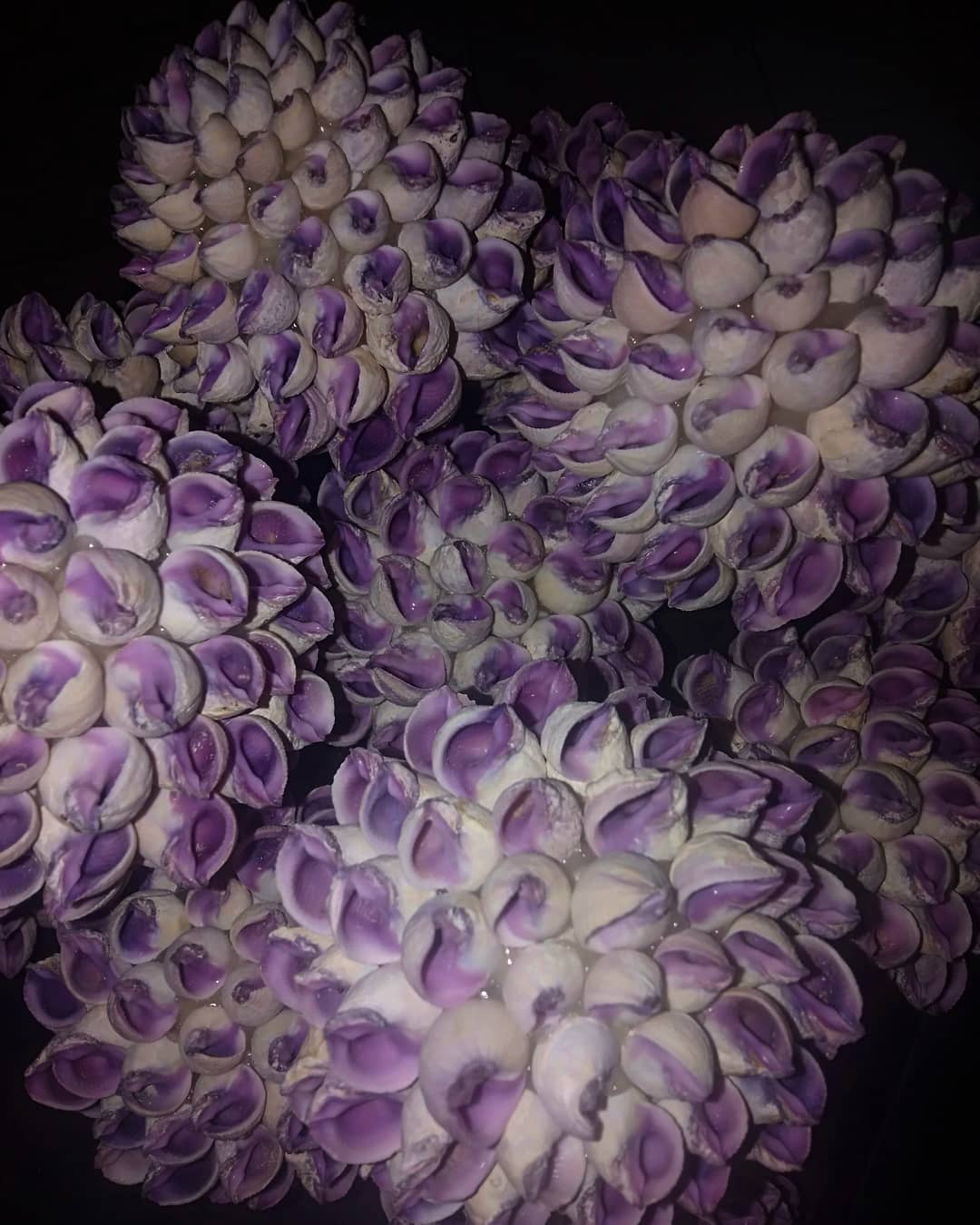 Cebu beauty decor shell balls | She Sells Shells