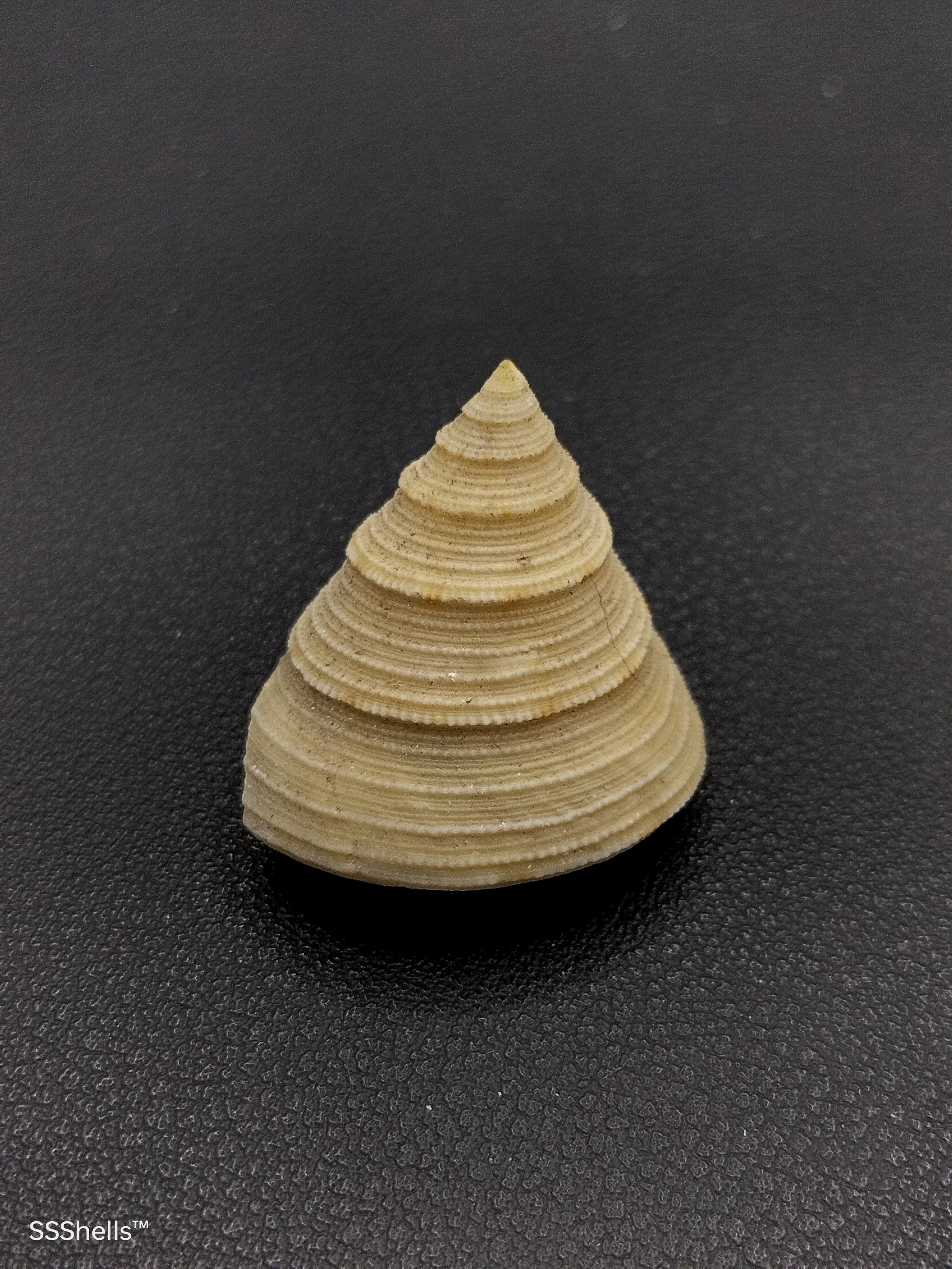 Rare Astele bularra #7281 | She Sells Shells