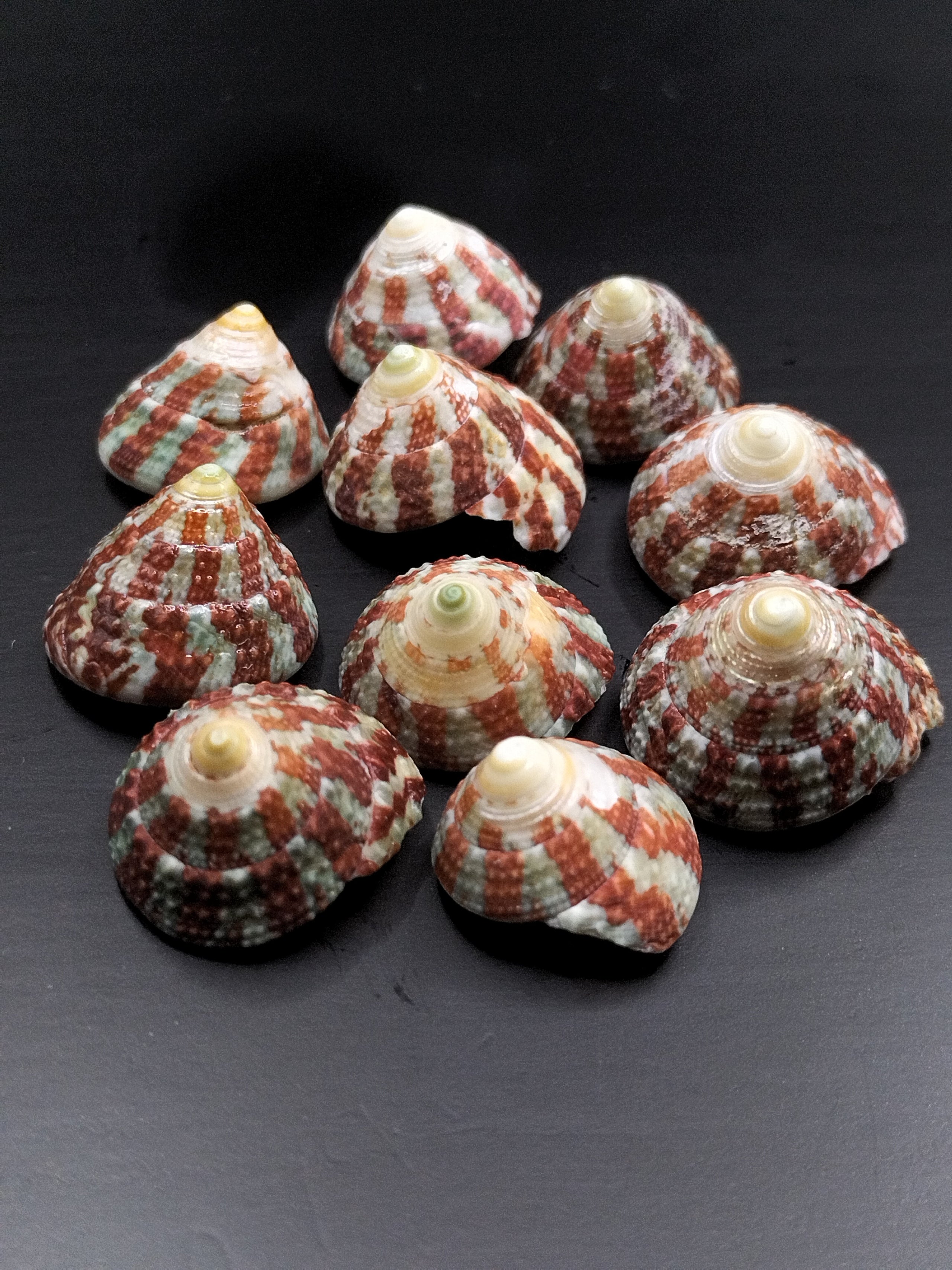 Pack of 10 trochus radiatus | She Sells Shells