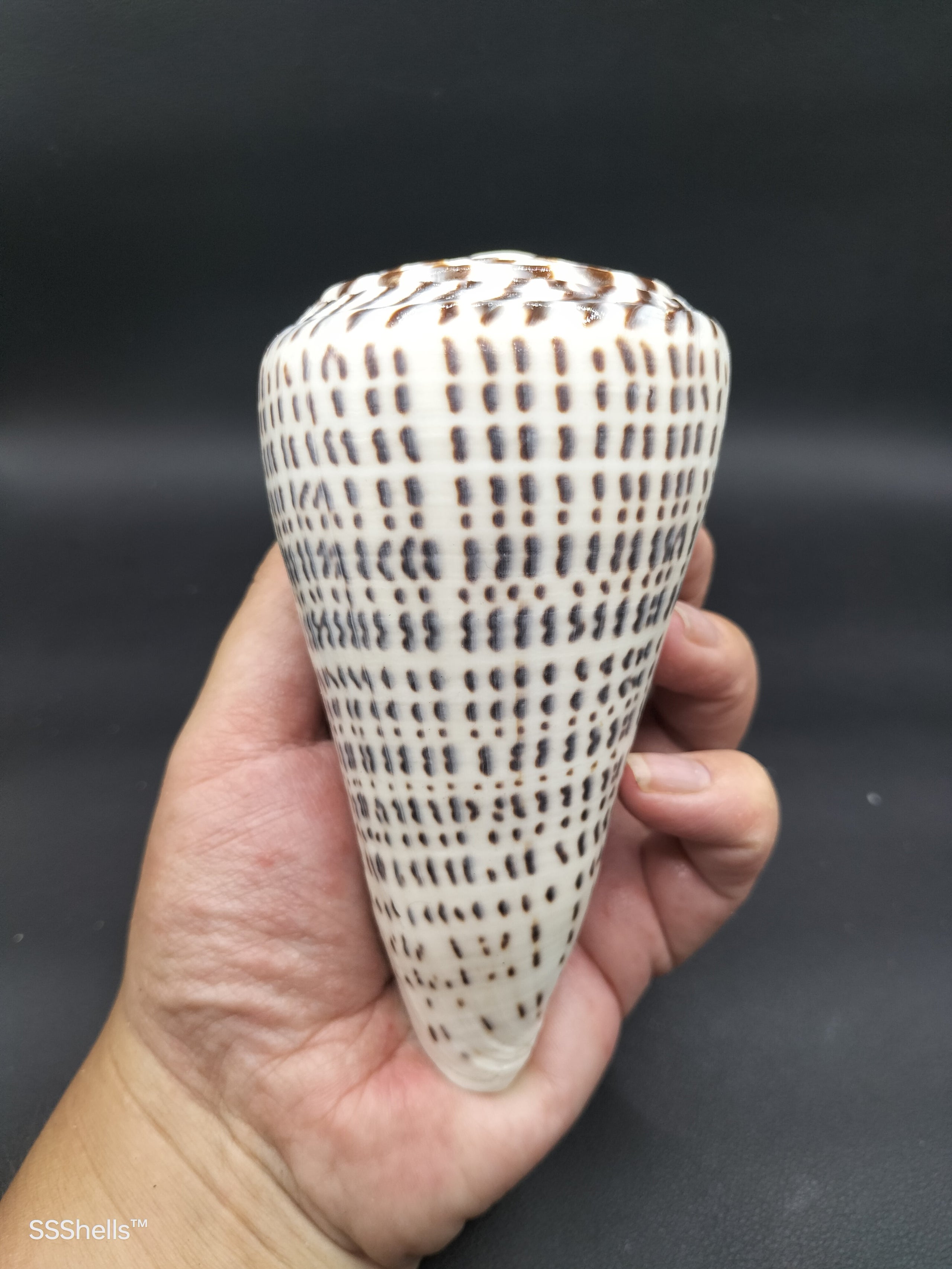 Large conus leopardus #7386 | She Sells Shells