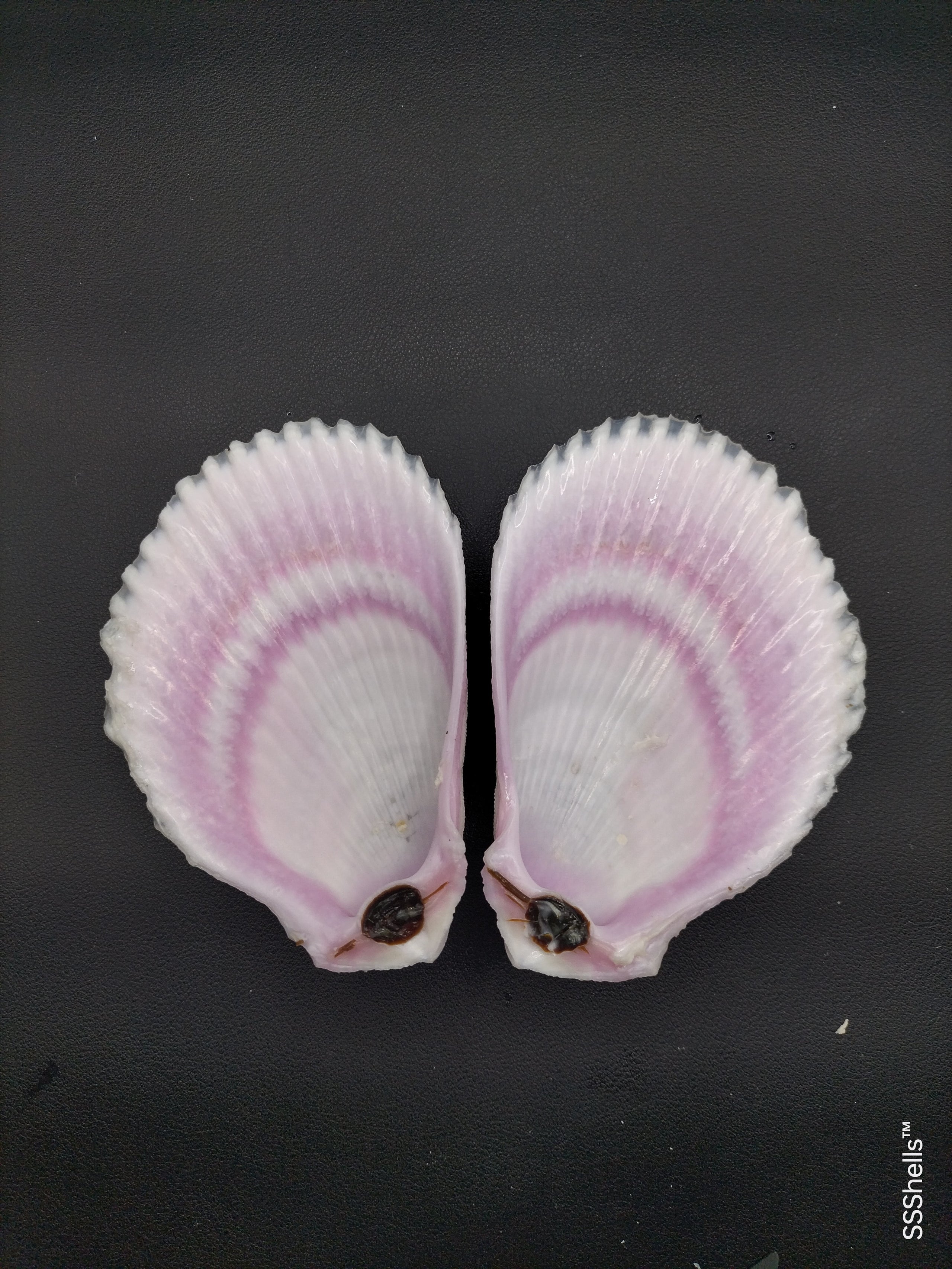 Large, Lima vulgaris #7392 | She Sells Shells