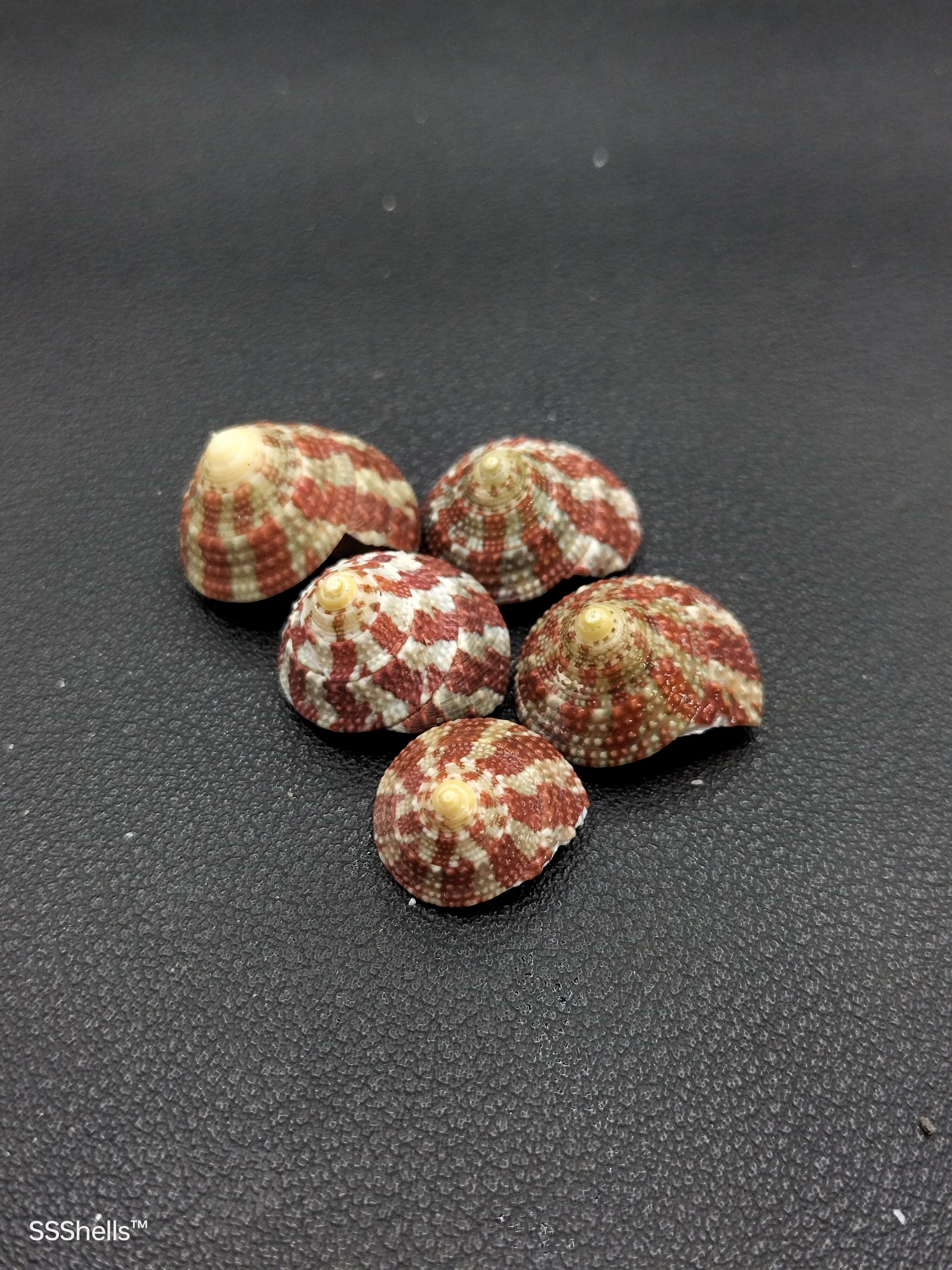 5 x trochus radiatus #7403 | She Sells Shells
