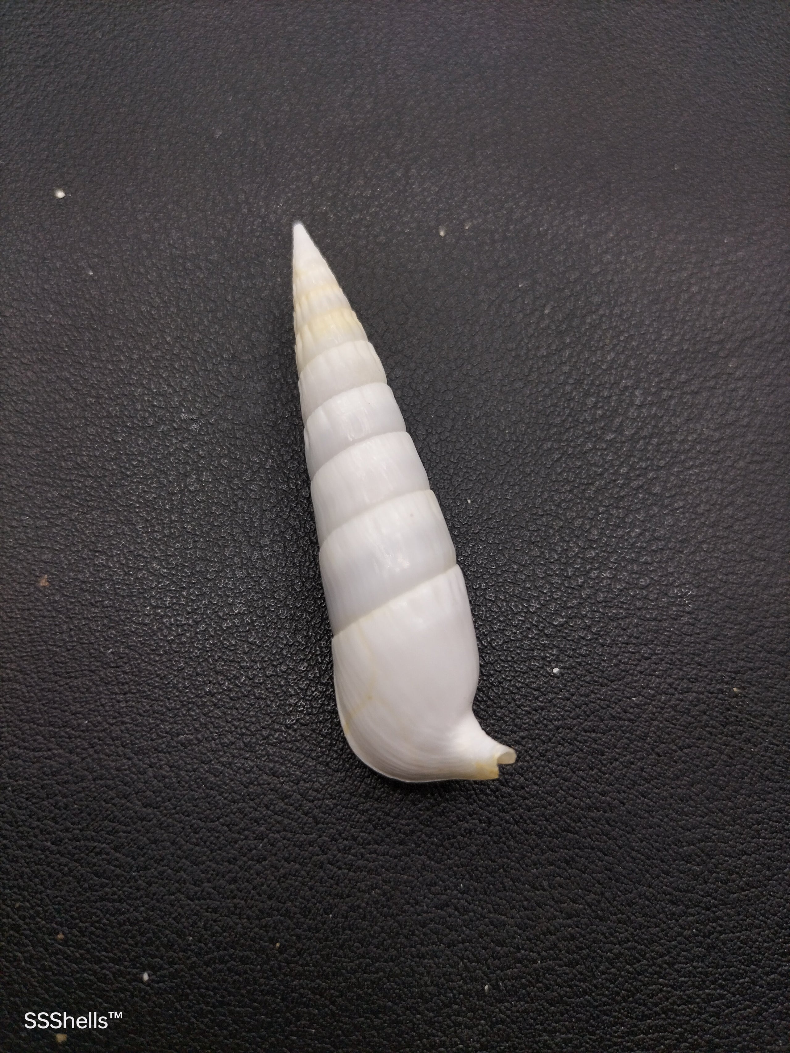 Rhinoclavis fasciata #7424 | She Sells Shells