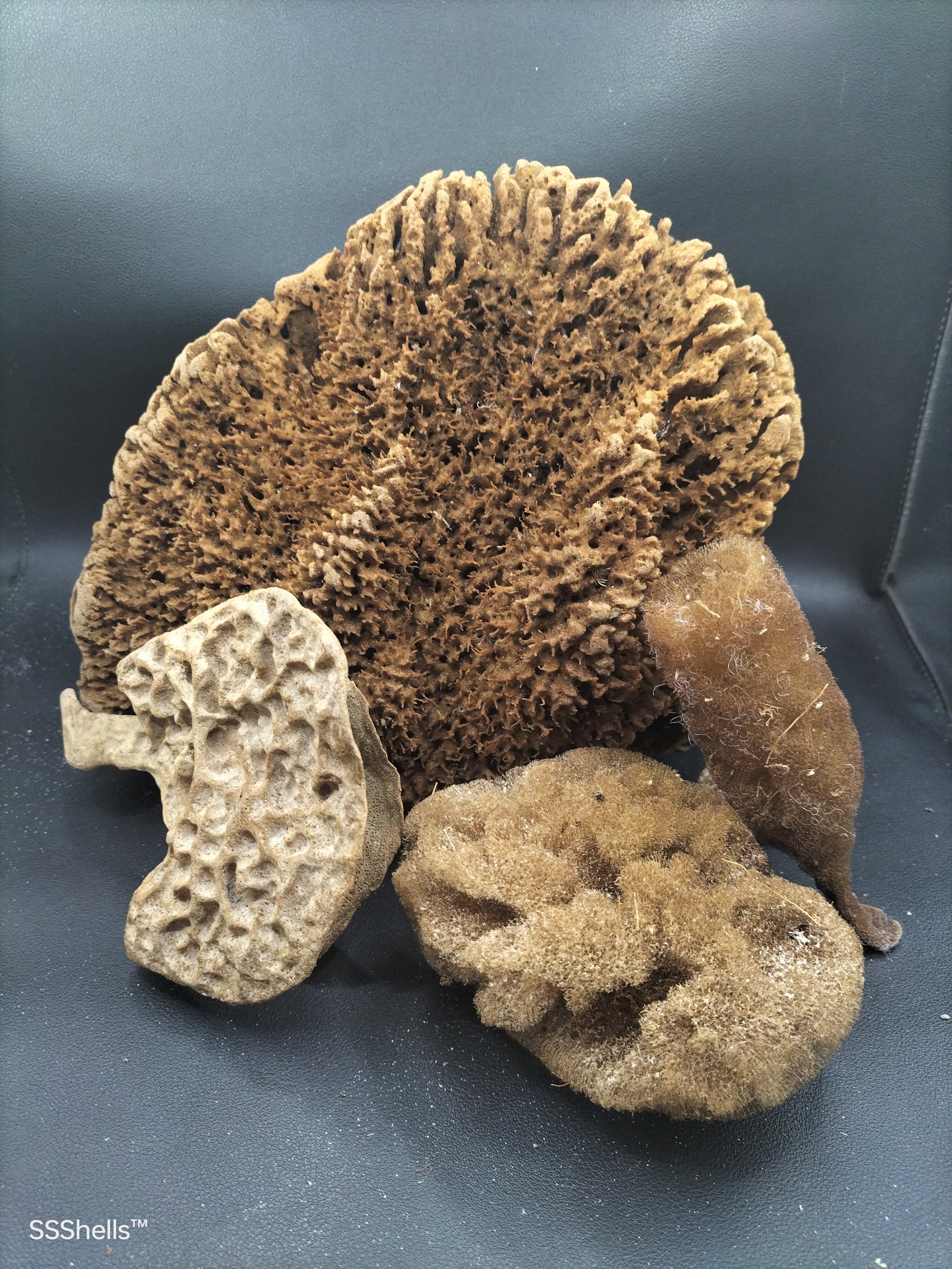 Set of 4 natural sea sponges #7907 | She Sells Shells