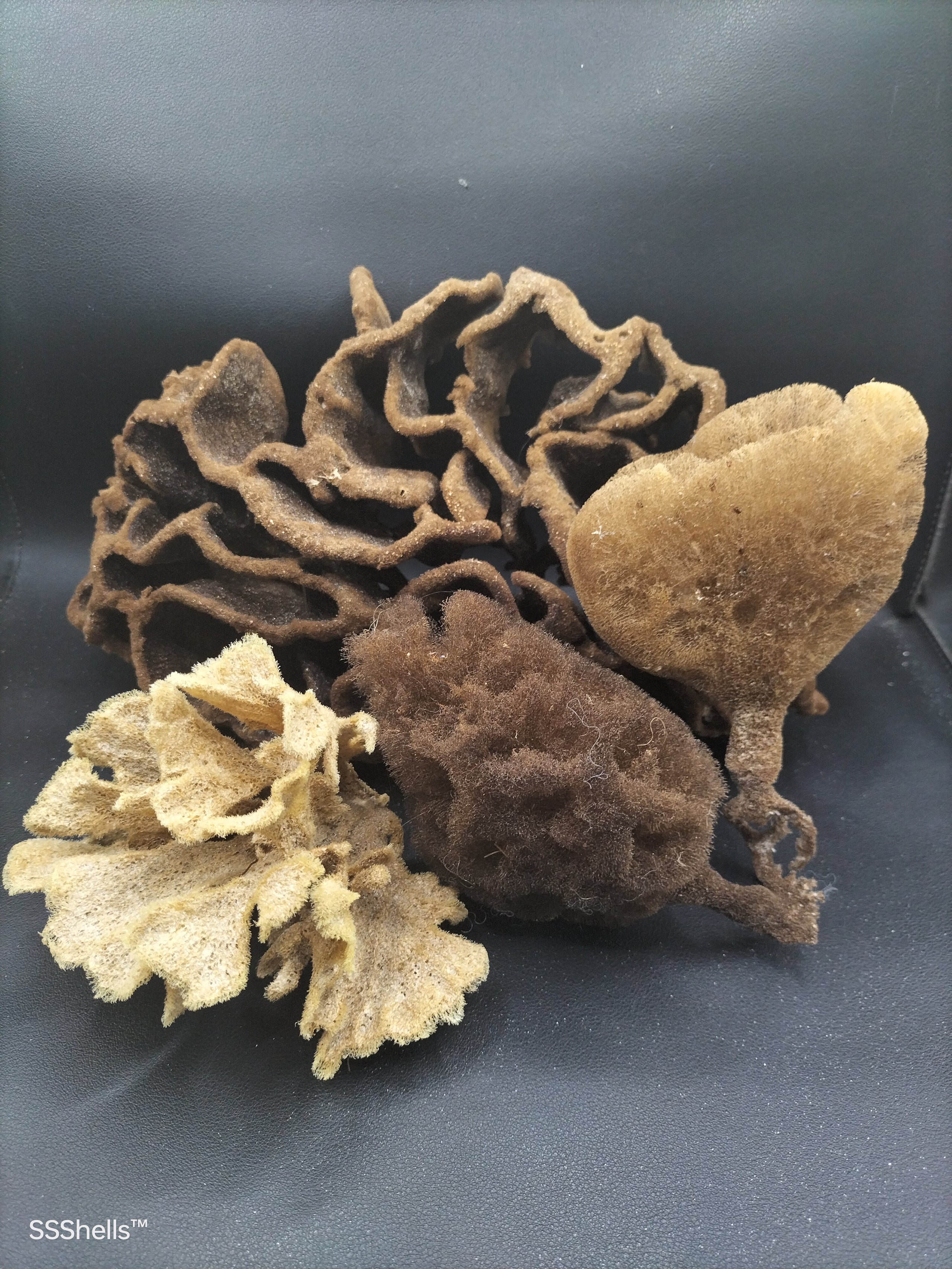 4 x natural sea sponges #7909 | She Sells Shells