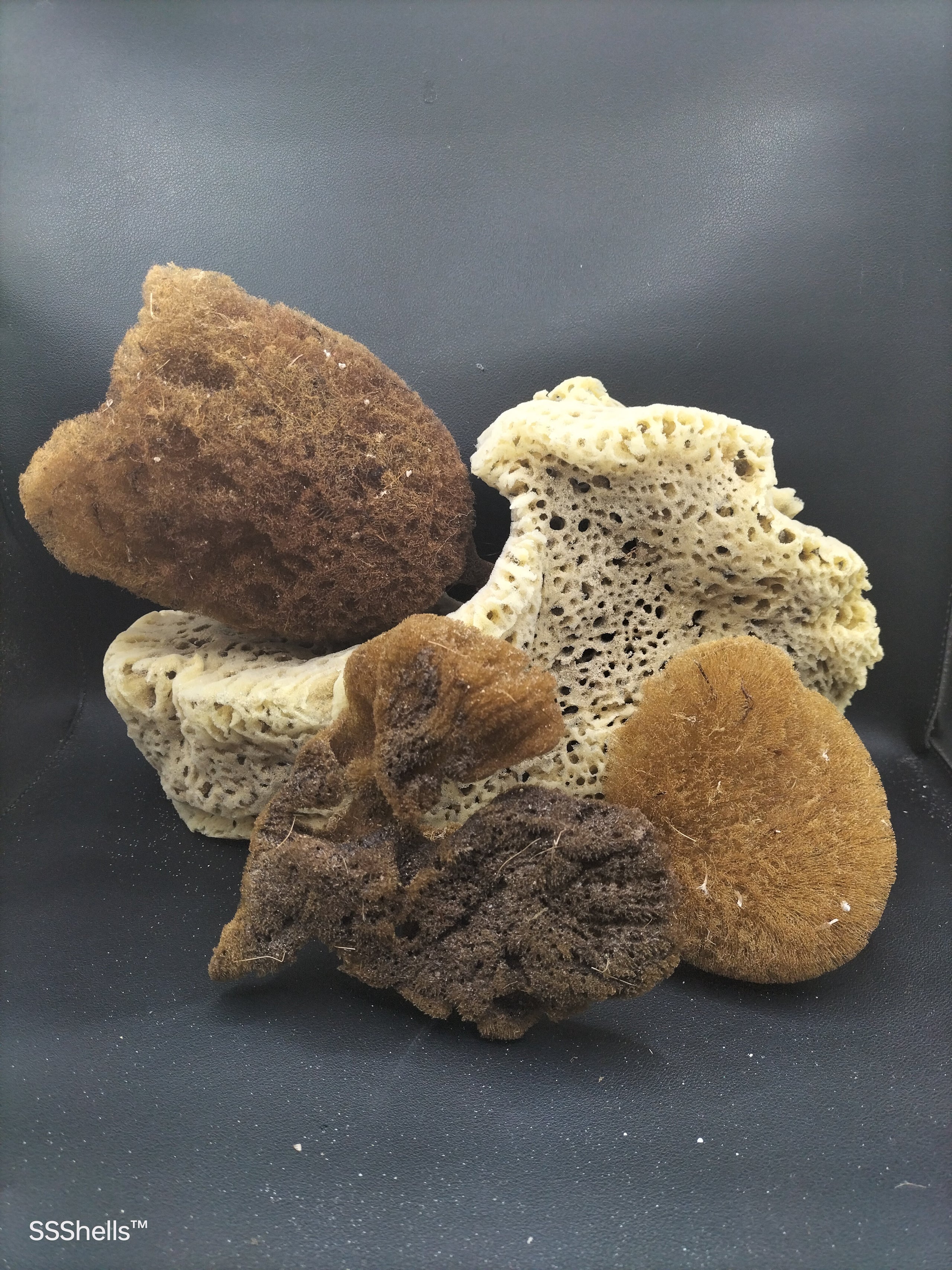 4 x natural sea sponges #7911 | She Sells Shells