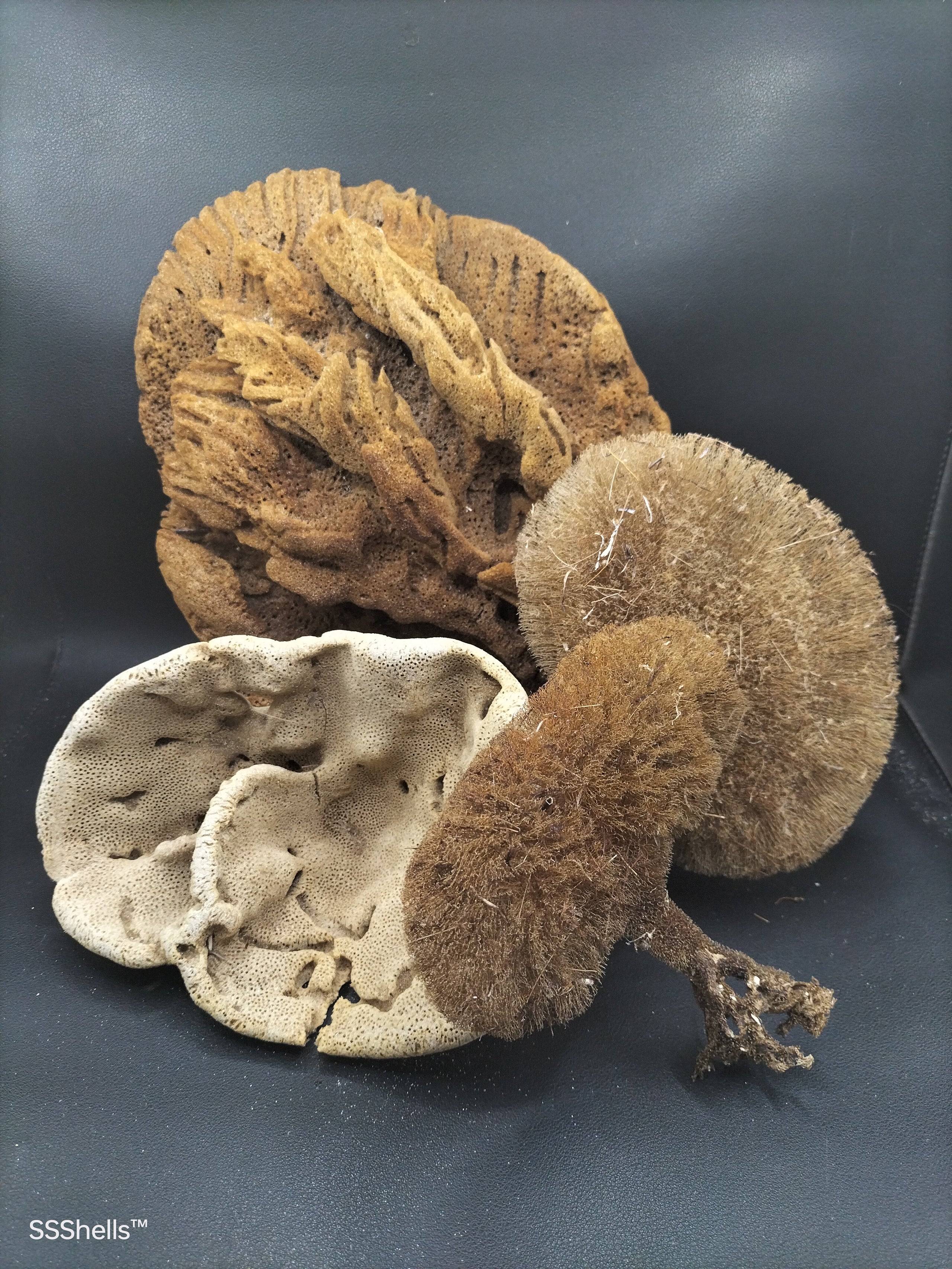 4 x natural sea sponges #7914 | She Sells Shells