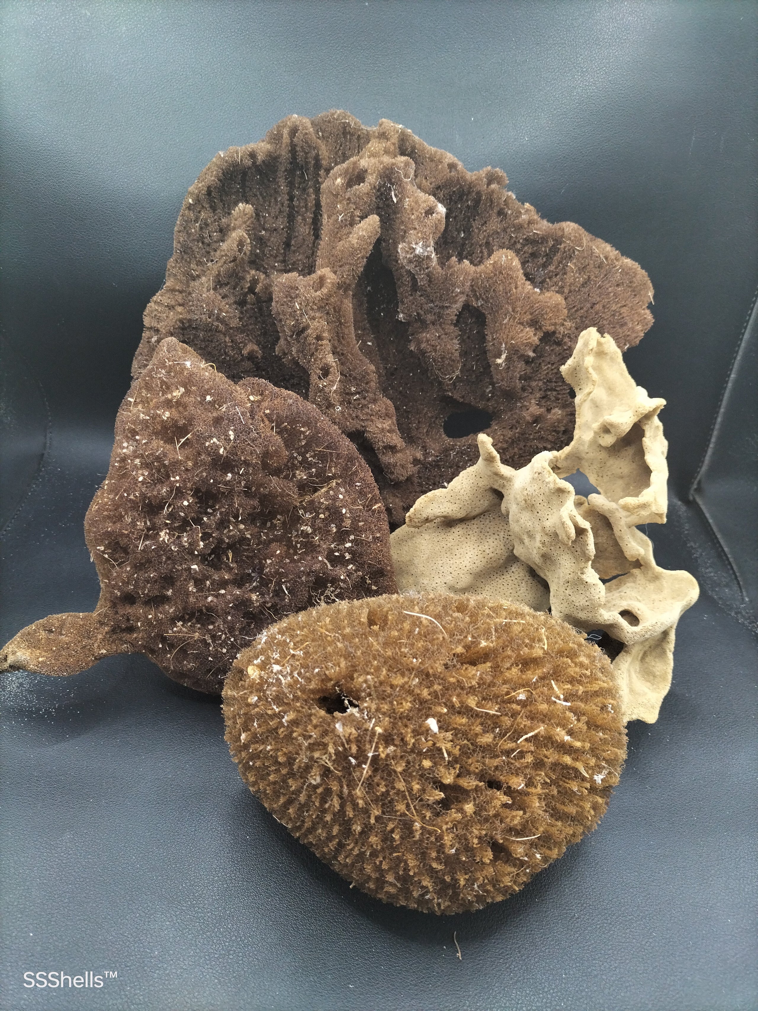4 x natural sea sponges #7915 | She Sells Shells