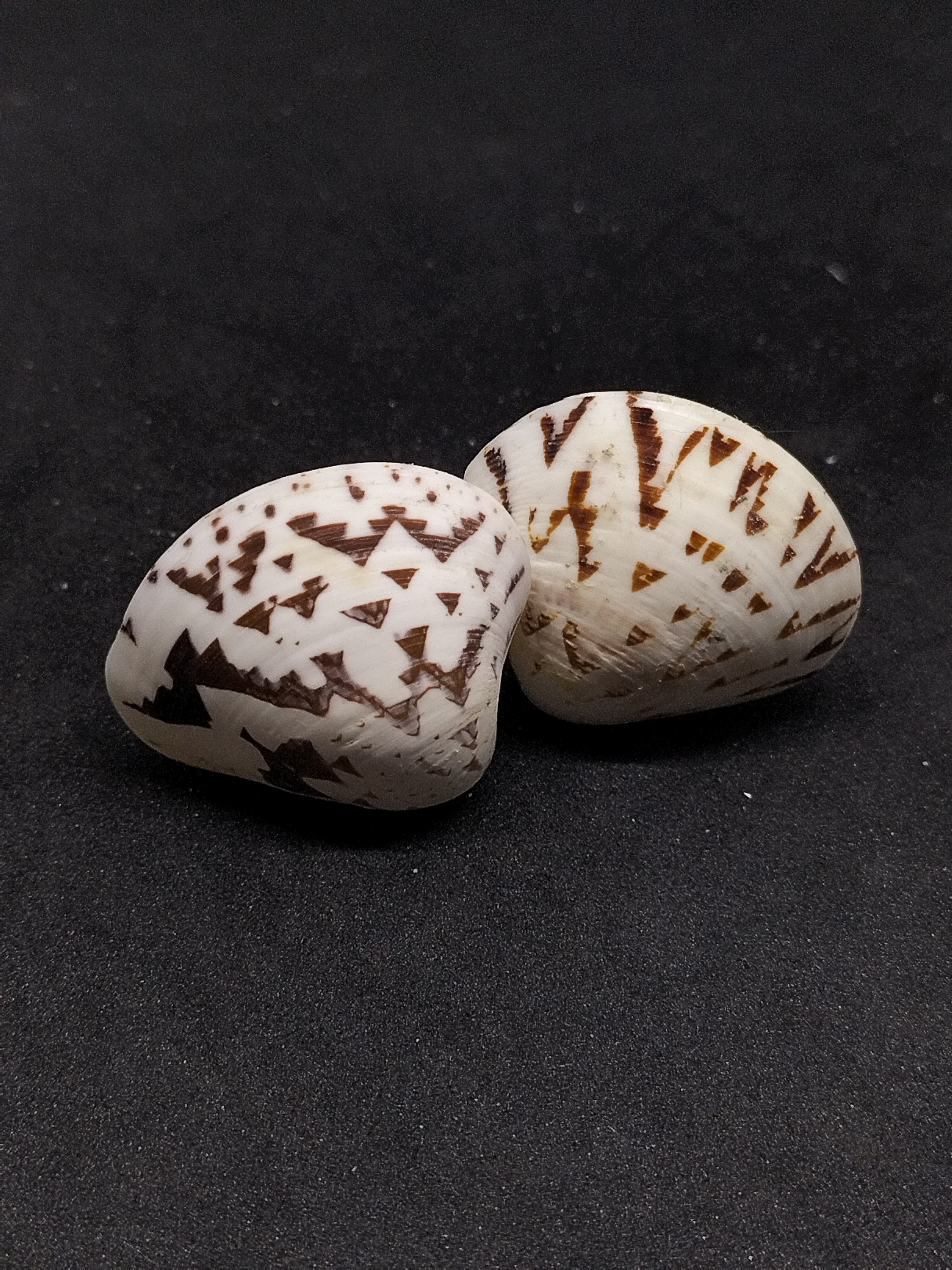 2 X lioconcha cockle #2284 | She Sells Shells