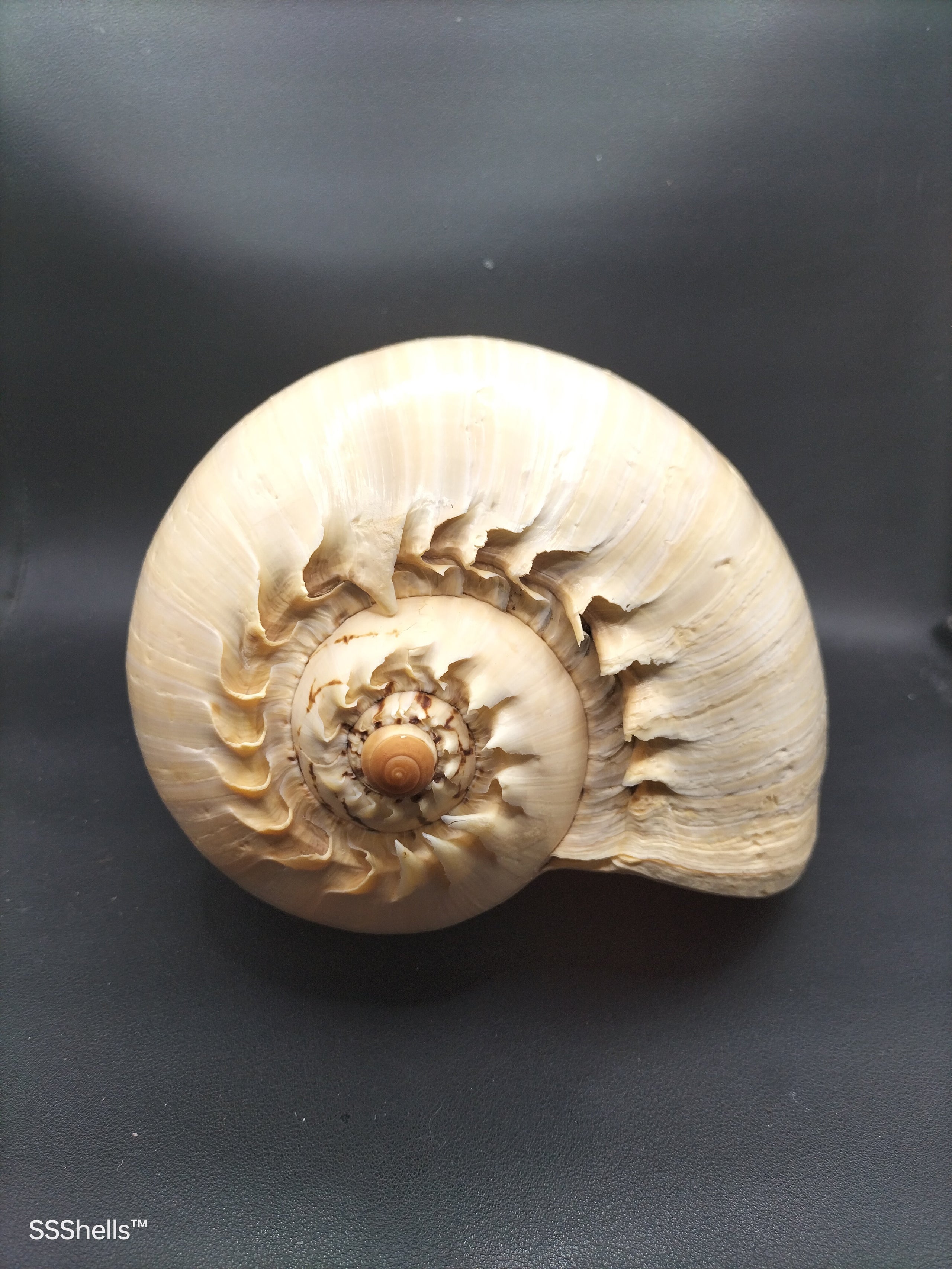 Giant 10" Melo diadema #8069 | She Sells Shells