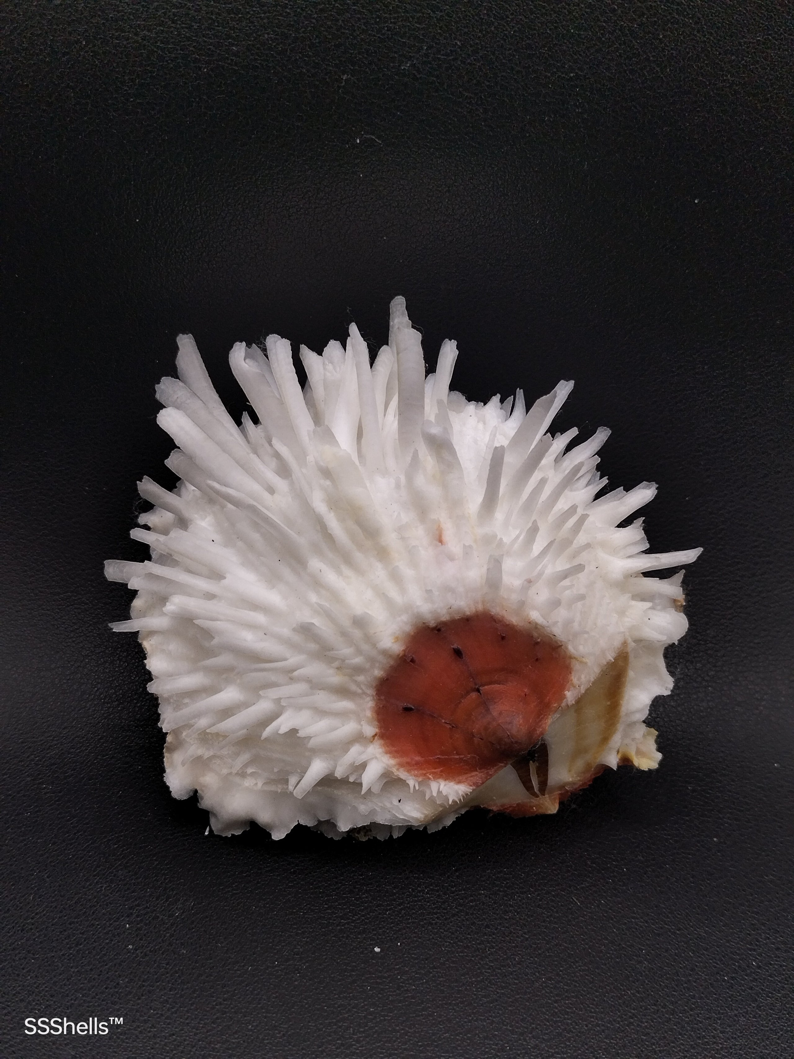 Spondylus varians #8079 | She Sells Shells