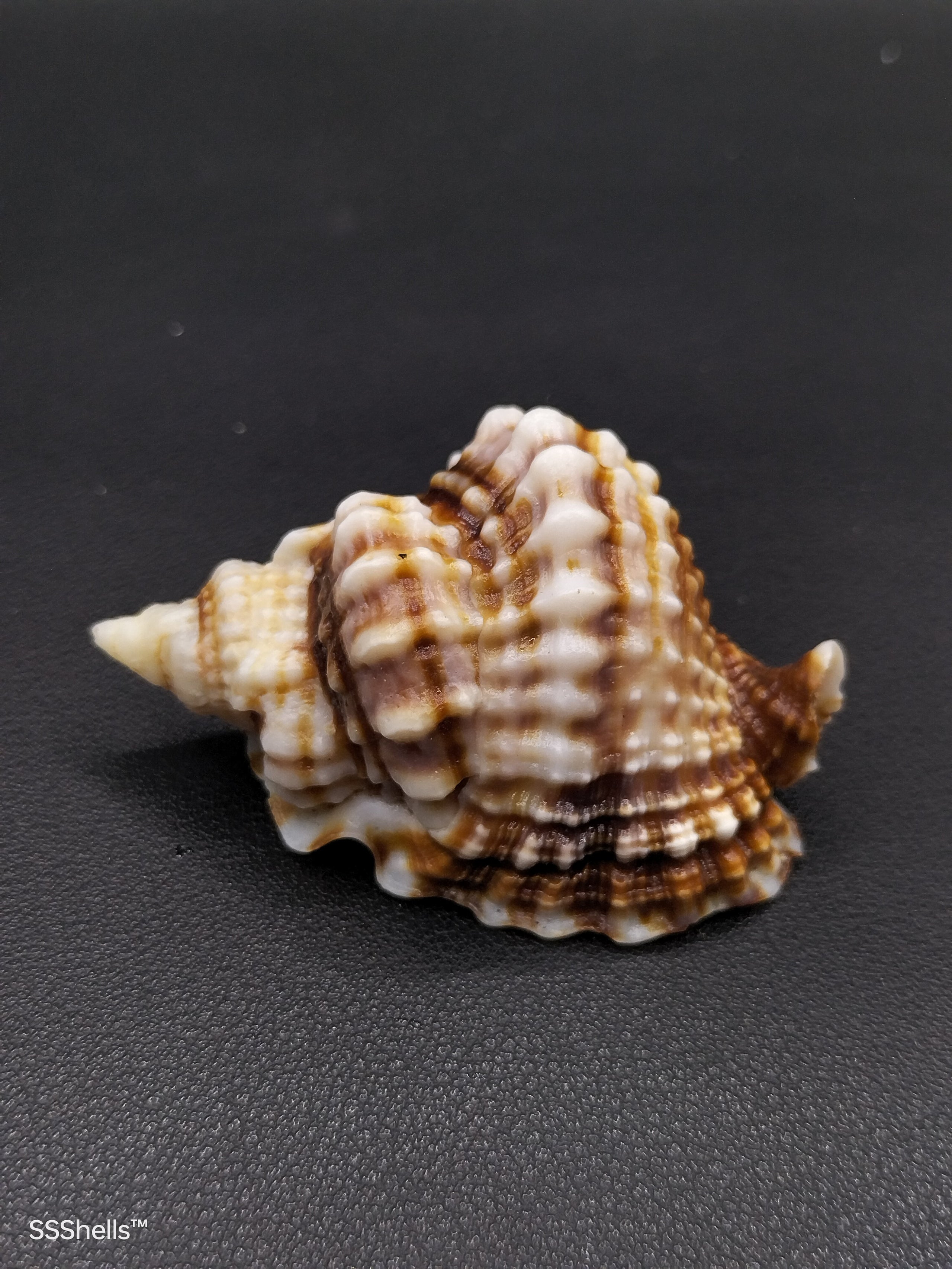 Distorsio anus #8102 | She Sells Shells