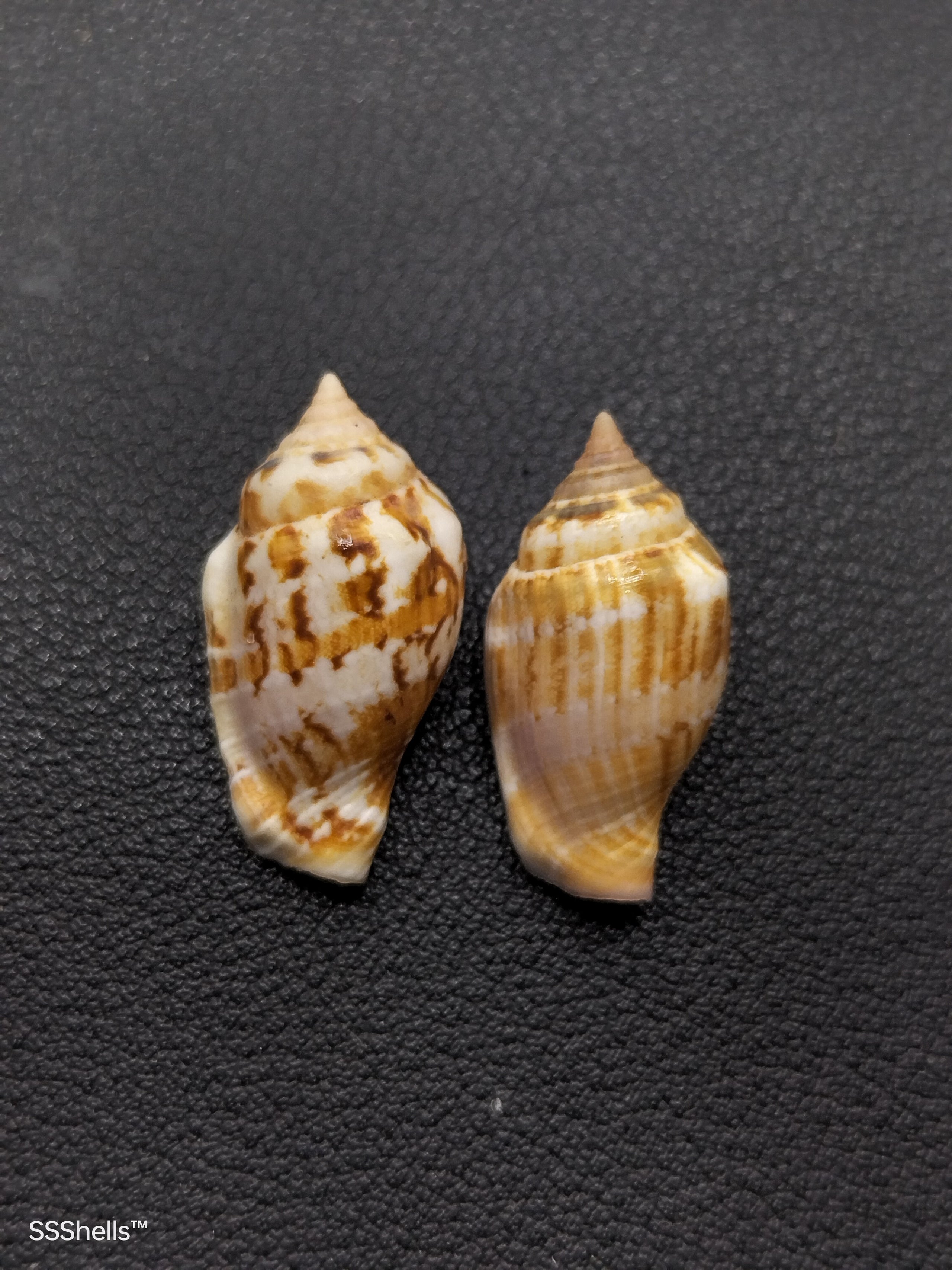 2 x strombus mutabilis #8126 | She Sells Shells