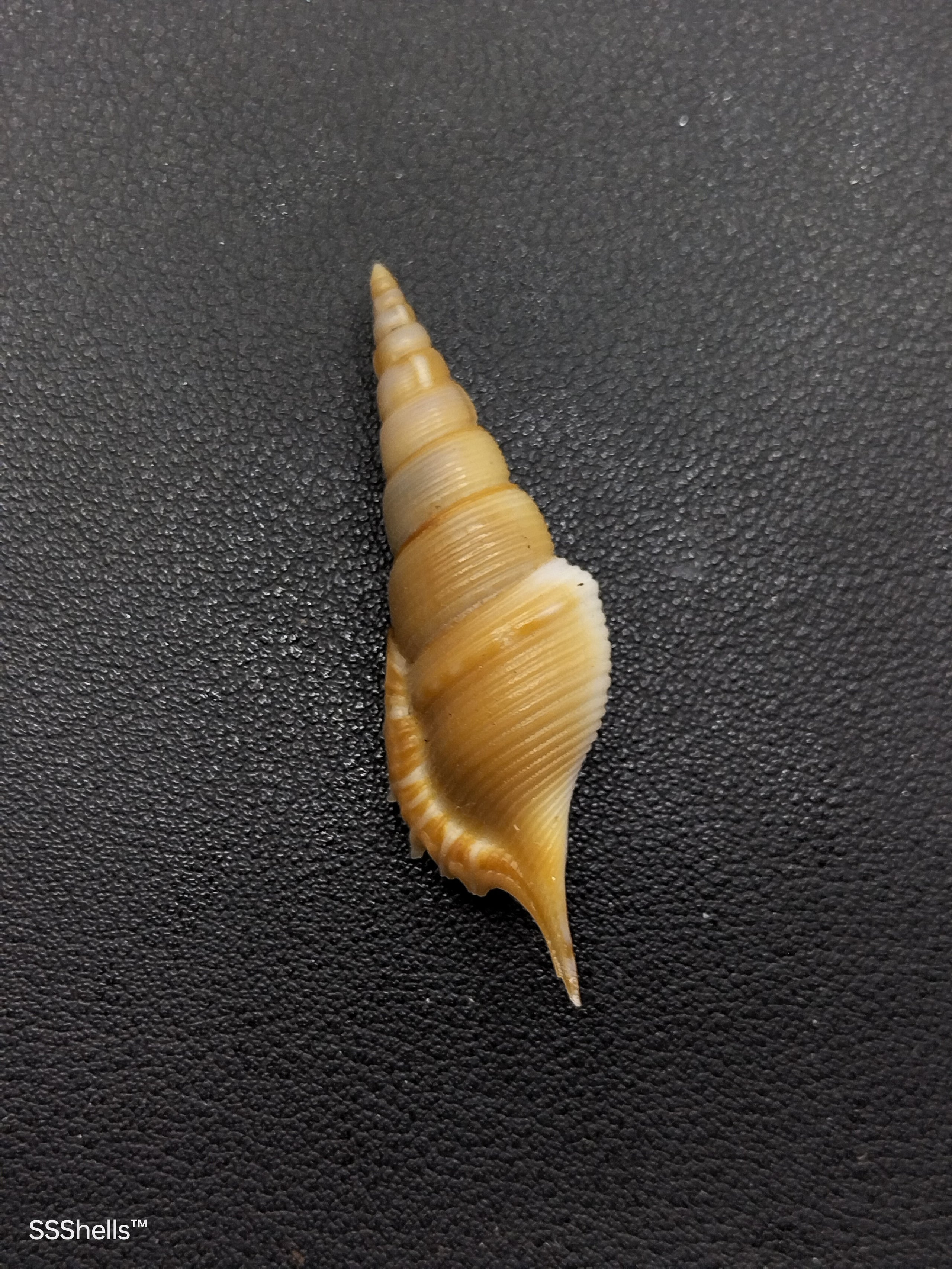 Tibia powisi #8143 | She Sells Shells