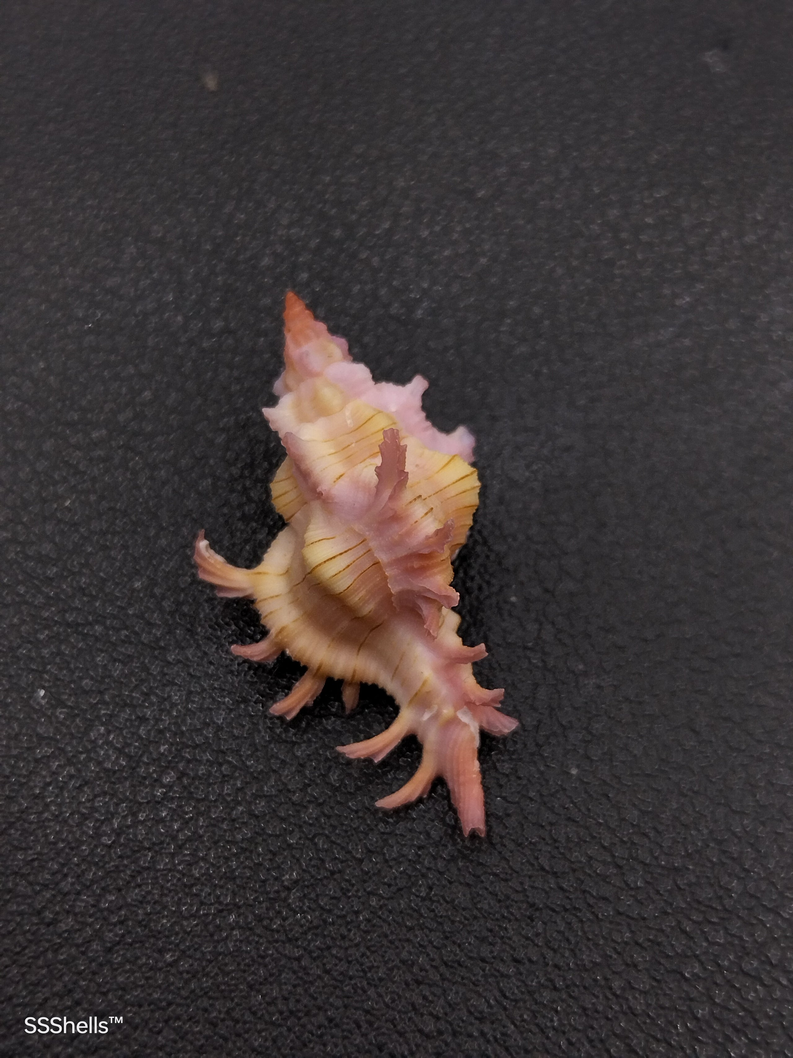 Chicoreus aculeatus #8219 | She Sells Shells