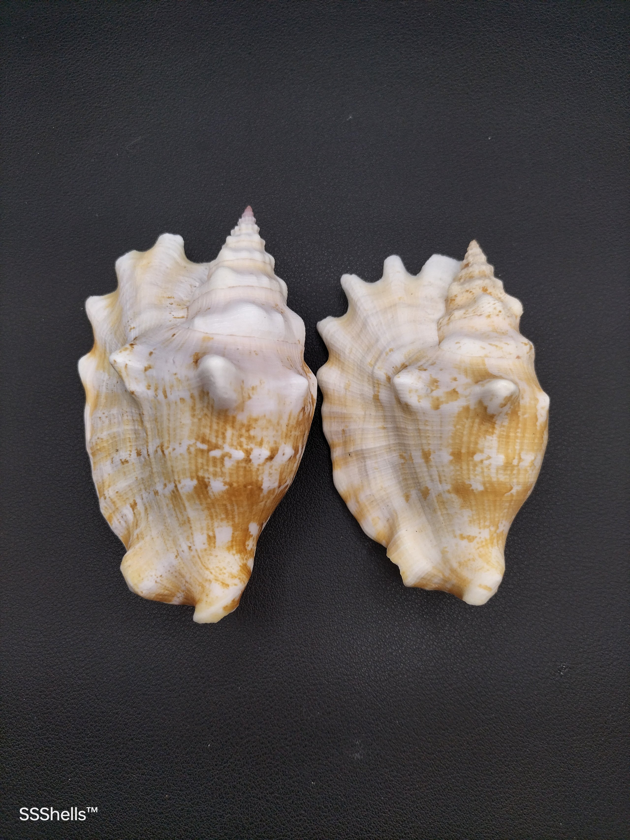 2 x strombus sinuatus #8260 | She Sells Shells