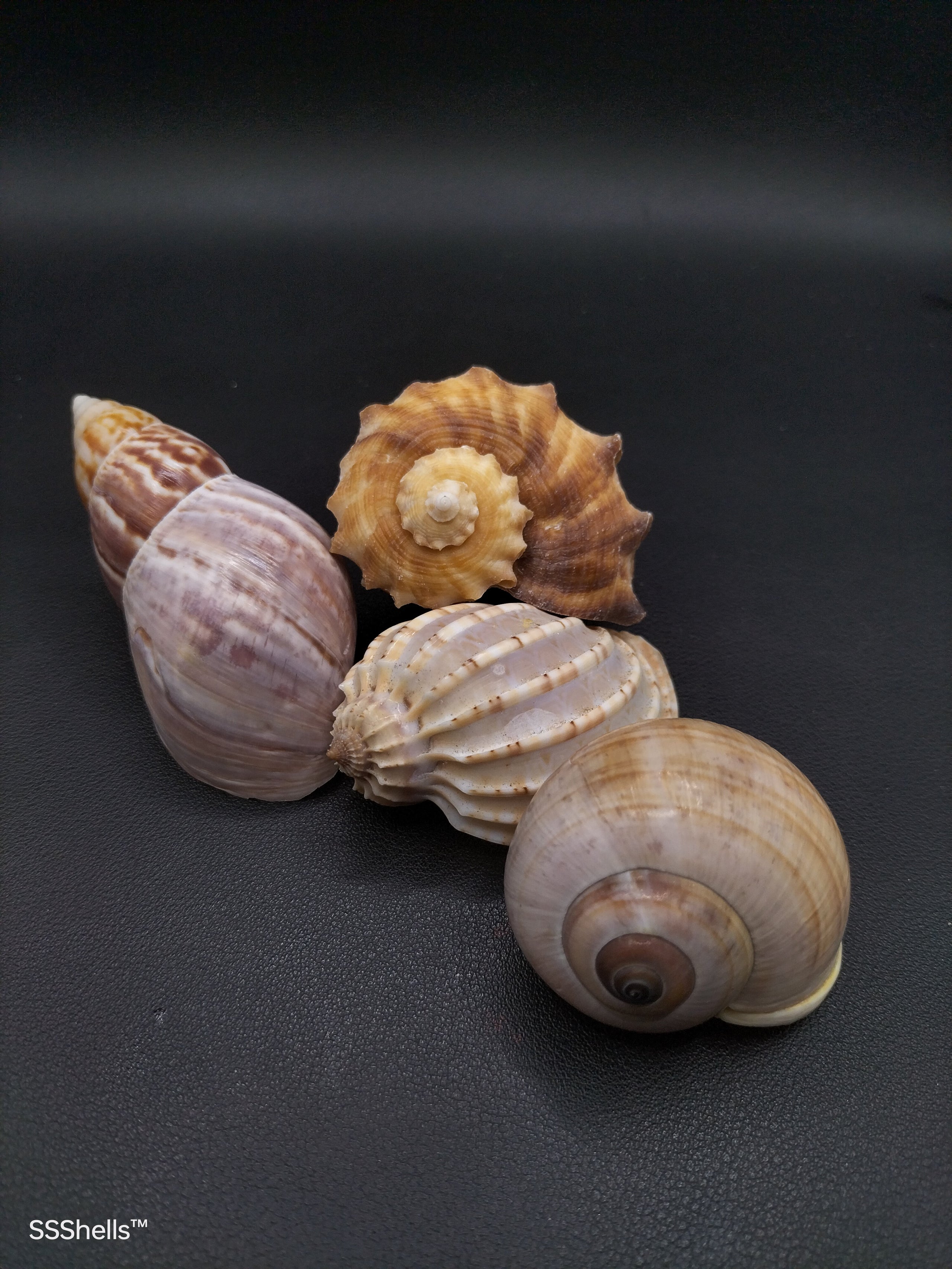 Hermit crab shell pack (40-47mm) #8312 | She Sells Shells