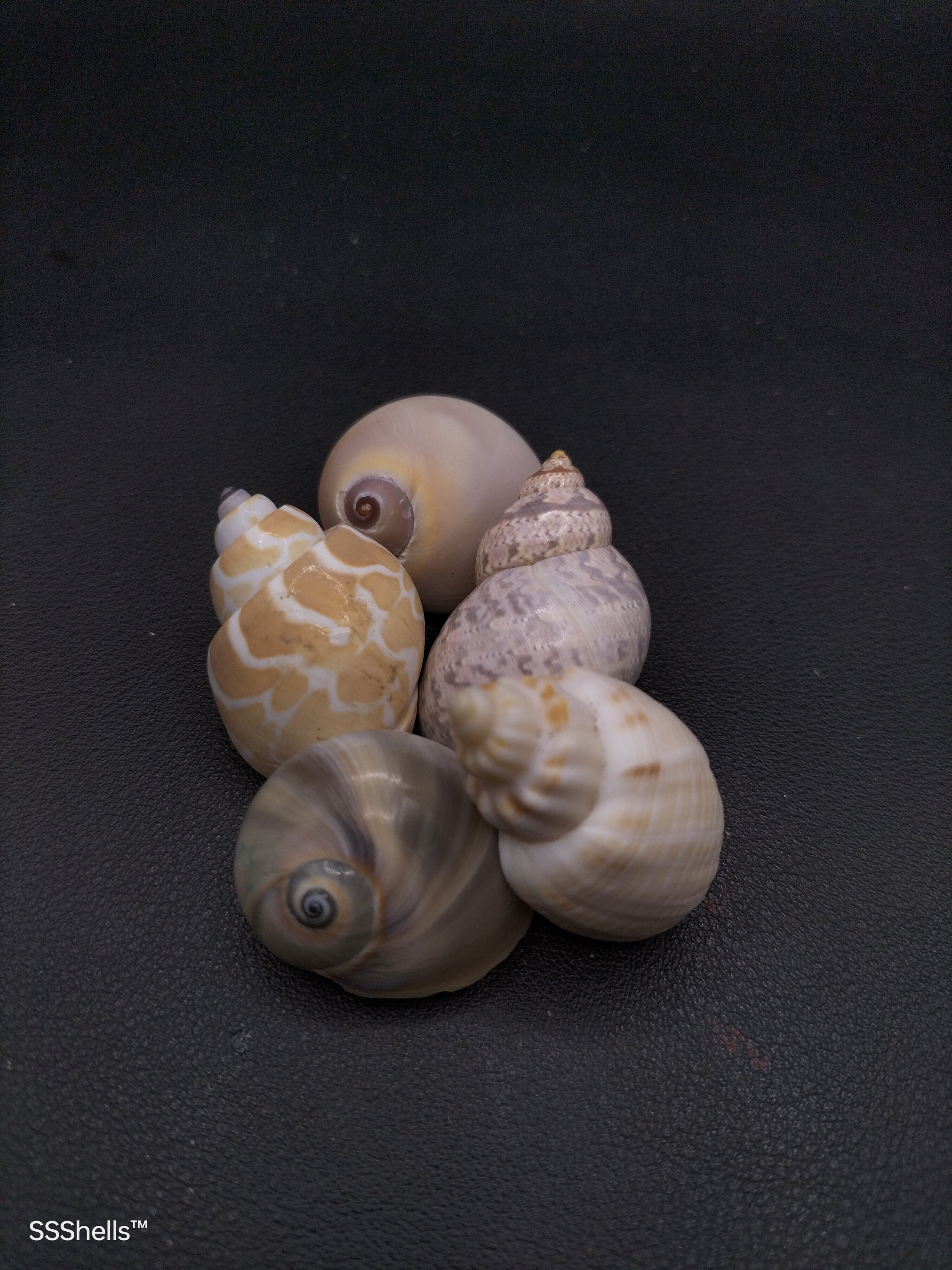 Hermit crab shell pack (18-22mm) #8315 | She Sells Shells