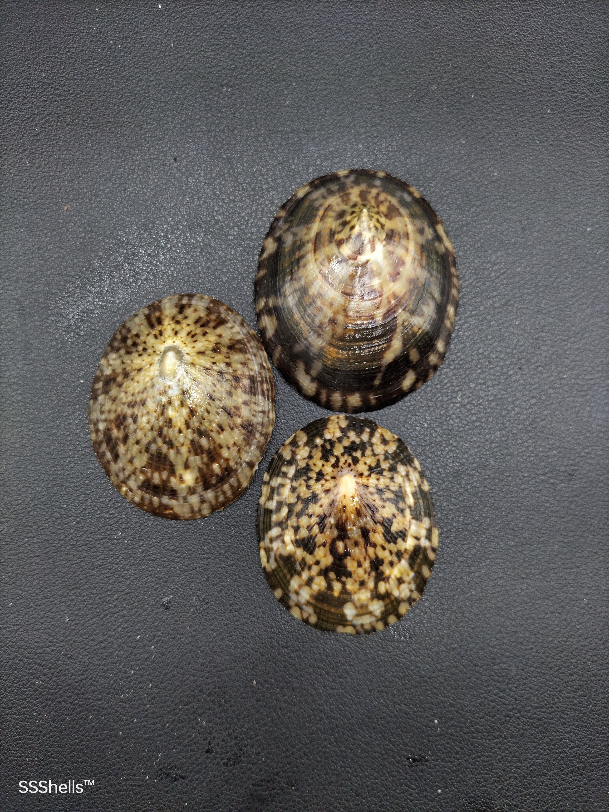 3 x patella testudinaria #8317 | She Sells Shells