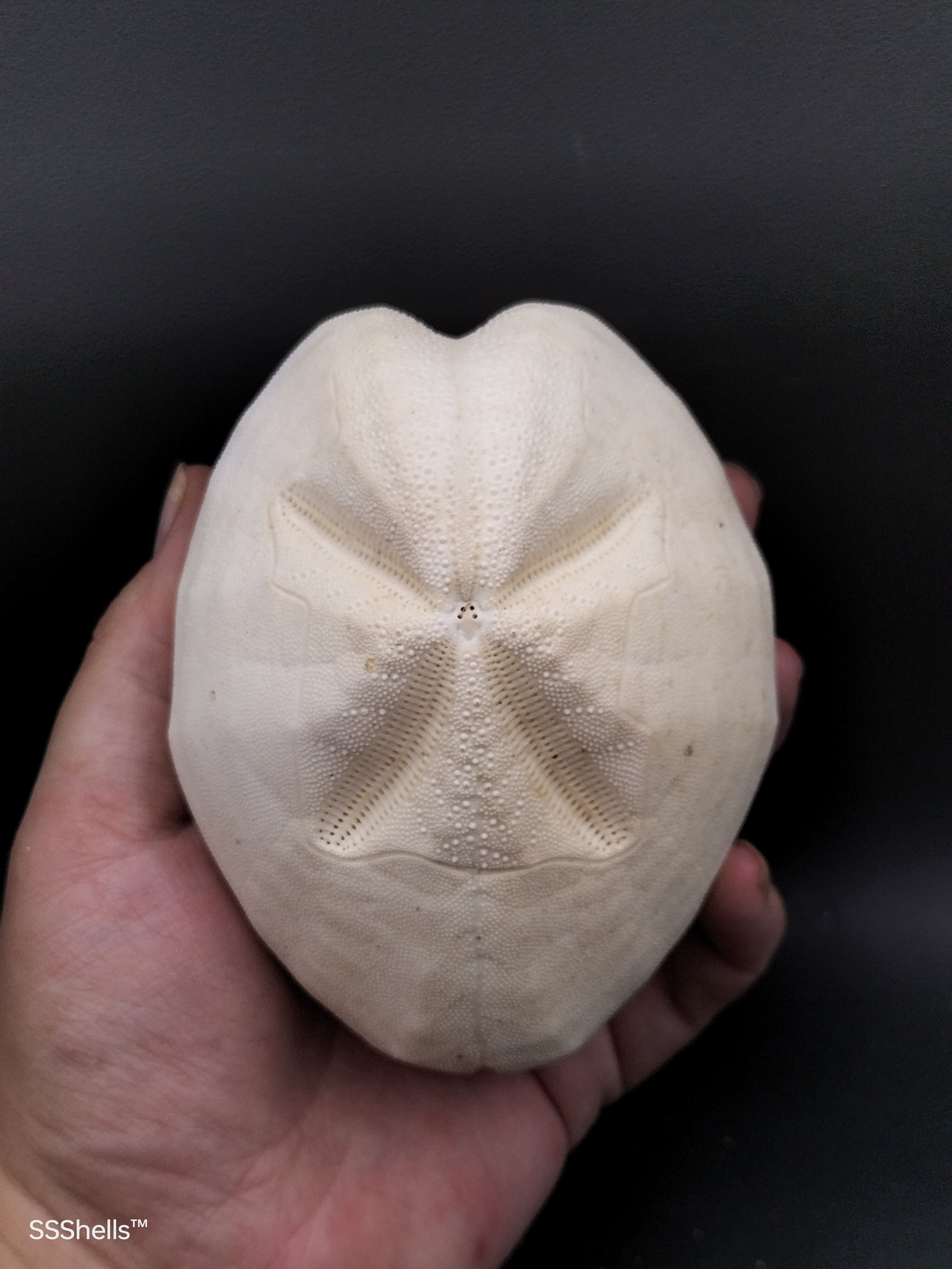 Giant malawian sea urchin #8327 | She Sells Shells