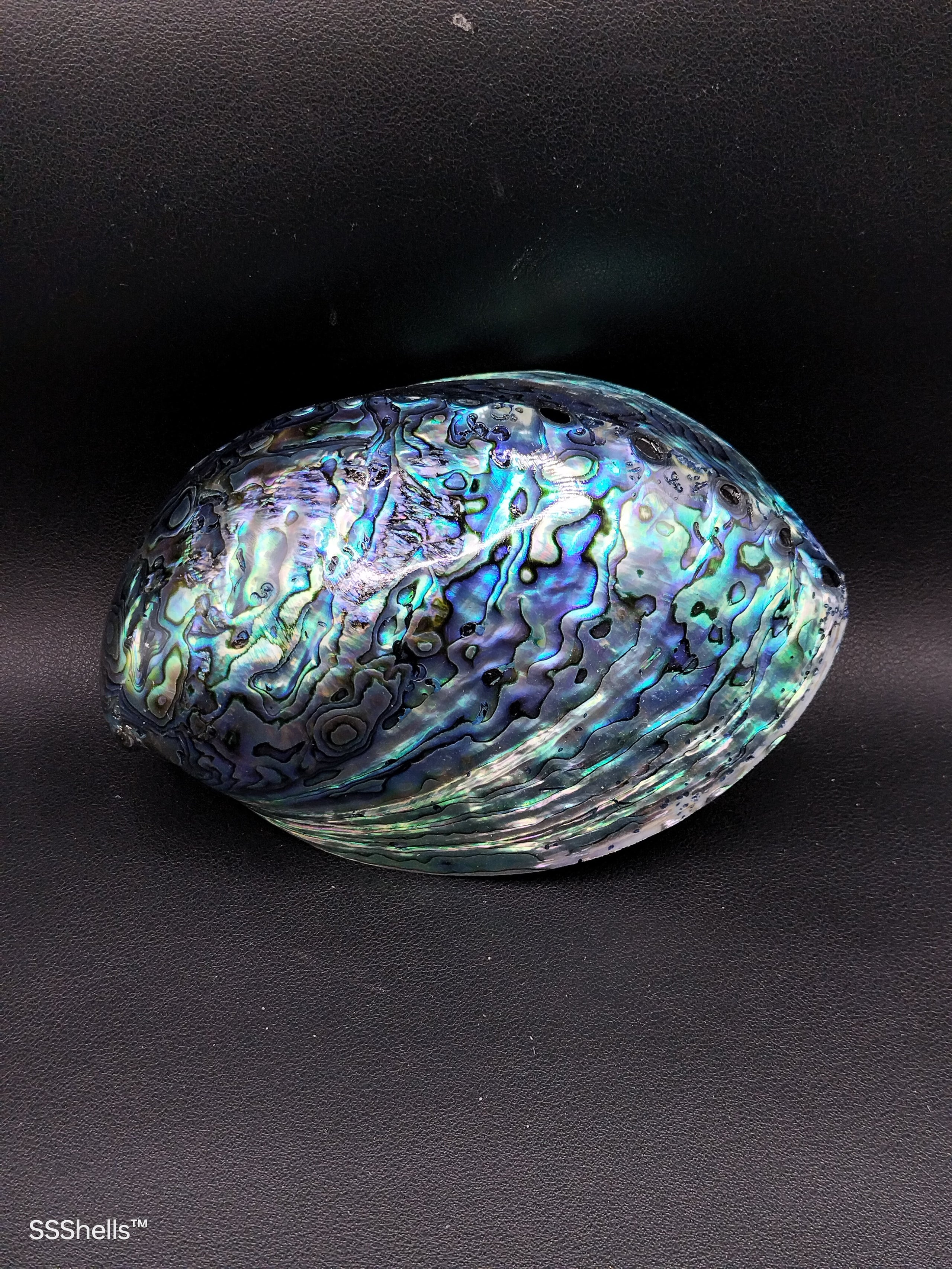 Premium paua abalone #8342 | She Sells Shells