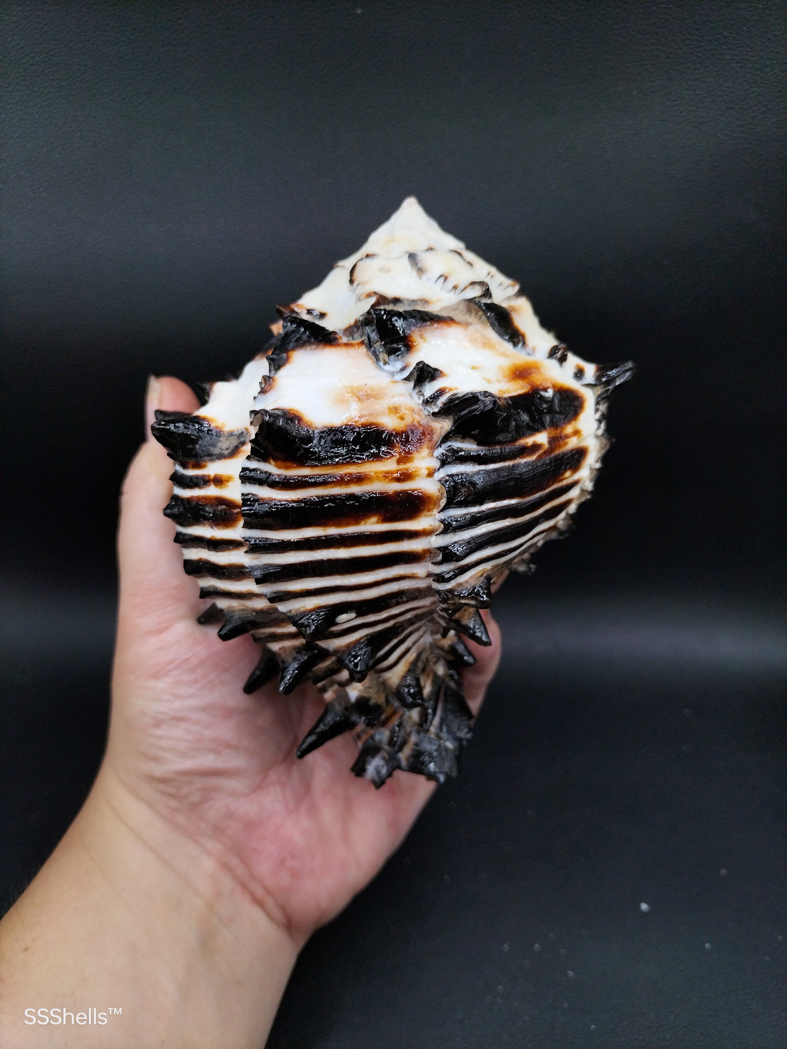 Hexaplex radix #8369 | She Sells Shells