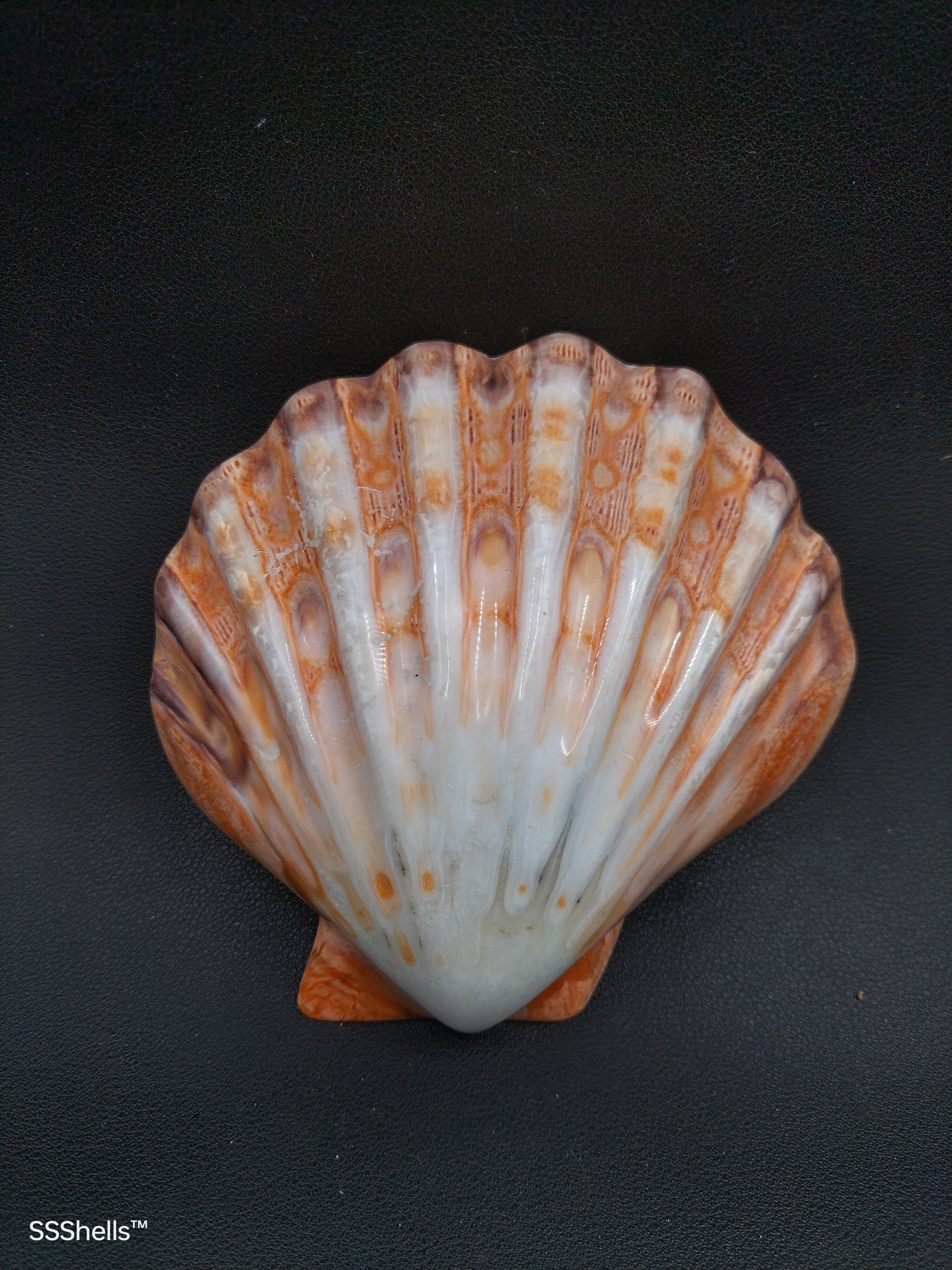 Polished pecten nodosa #8381 | She Sells Shells