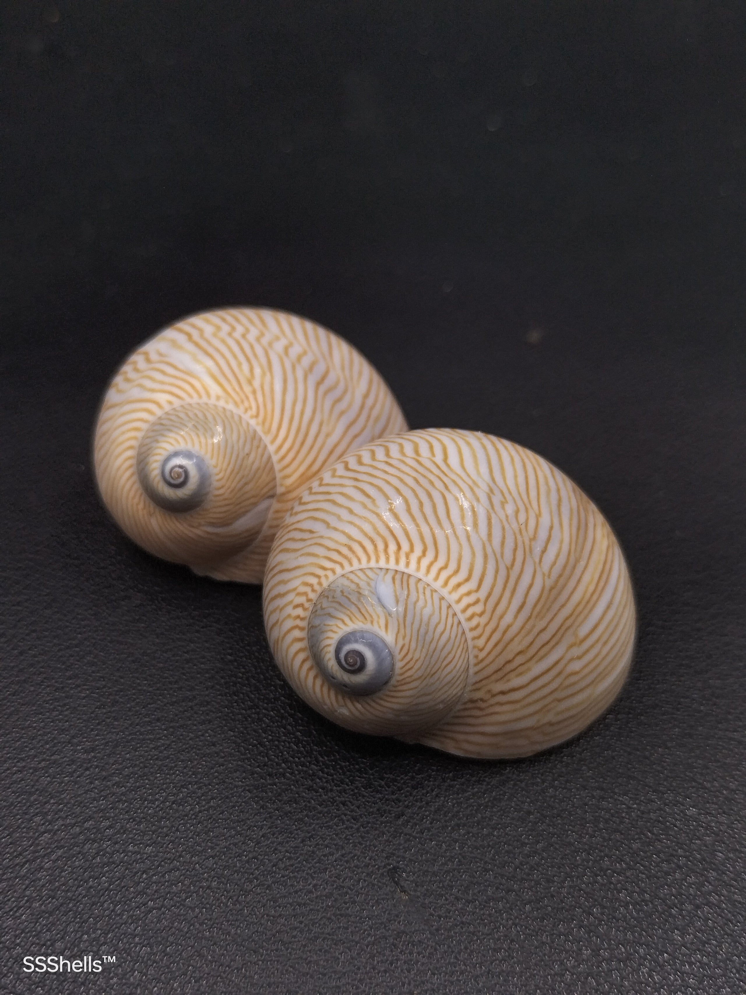 2 x tanea lineata #8429 | She Sells Shells