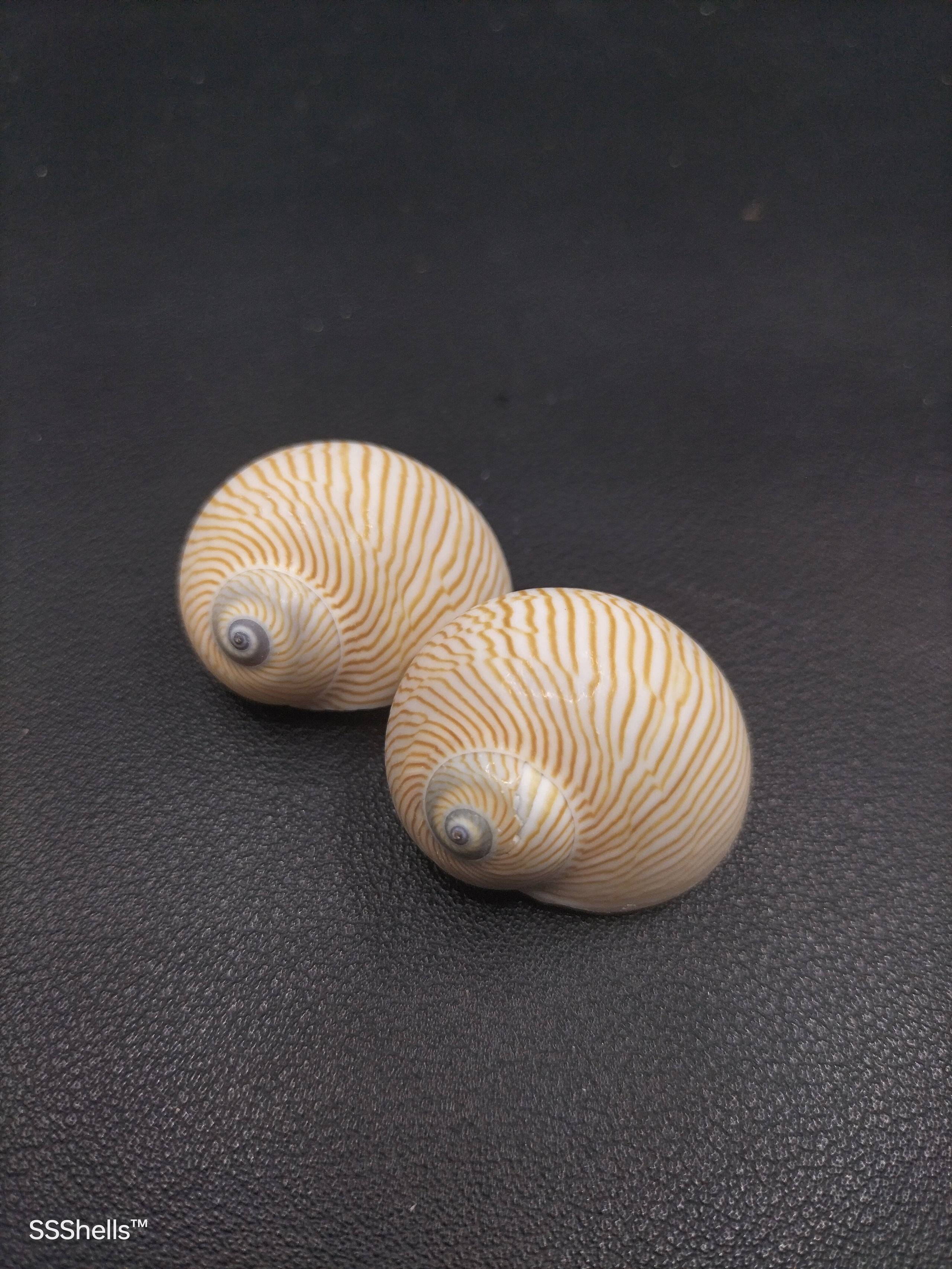 2 x tanea lineata #8431 | She Sells Shells