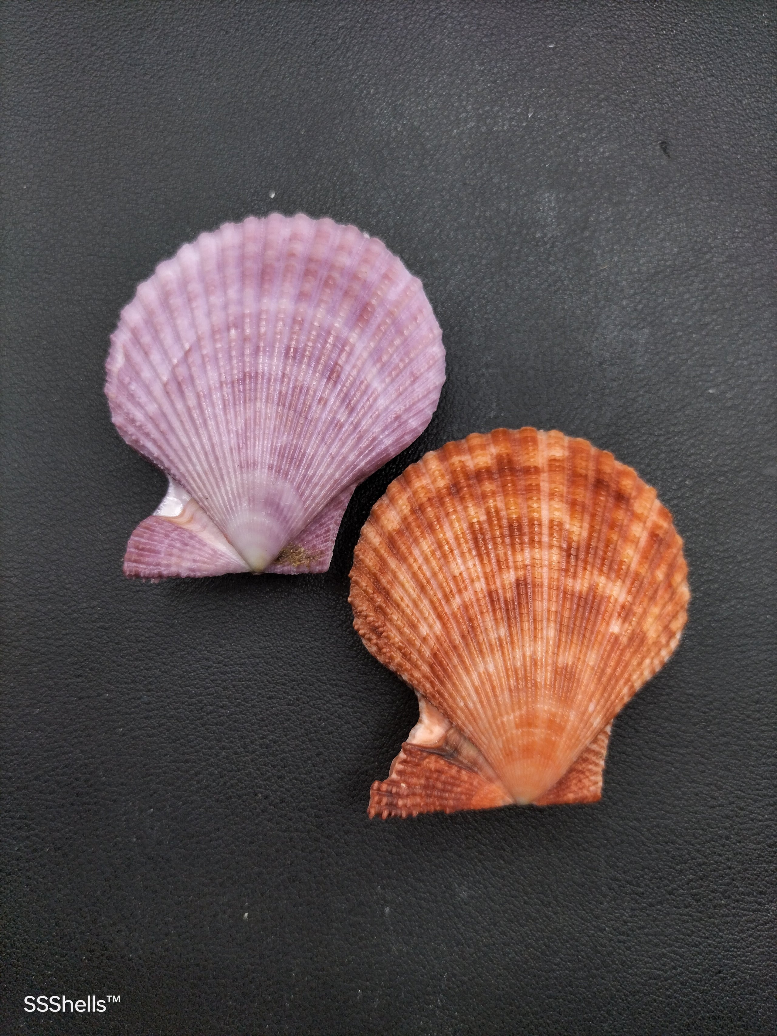 2 x full pecten nobilis #8551 | She Sells Shells