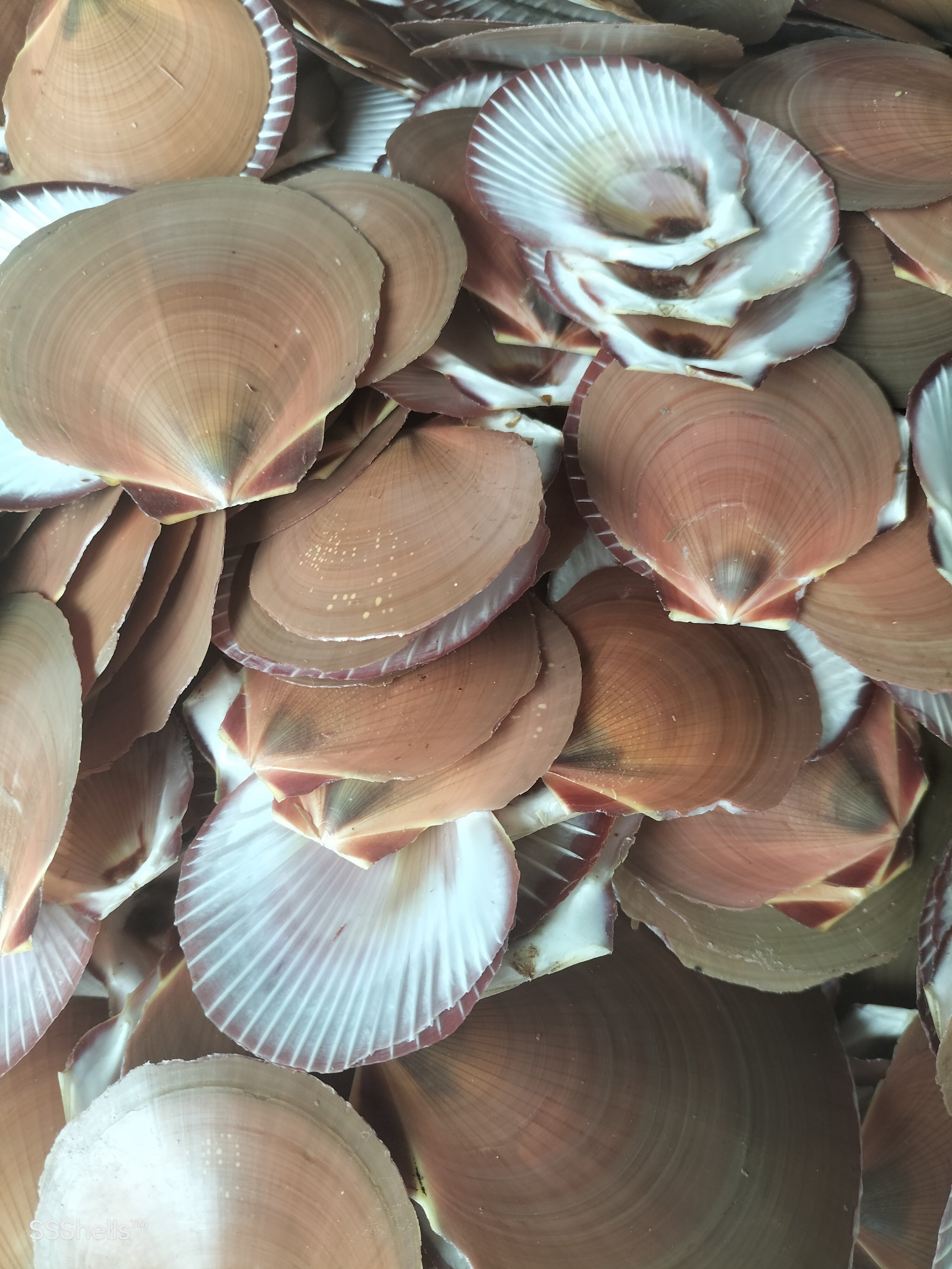 500g sun scallops | She Sells Shells