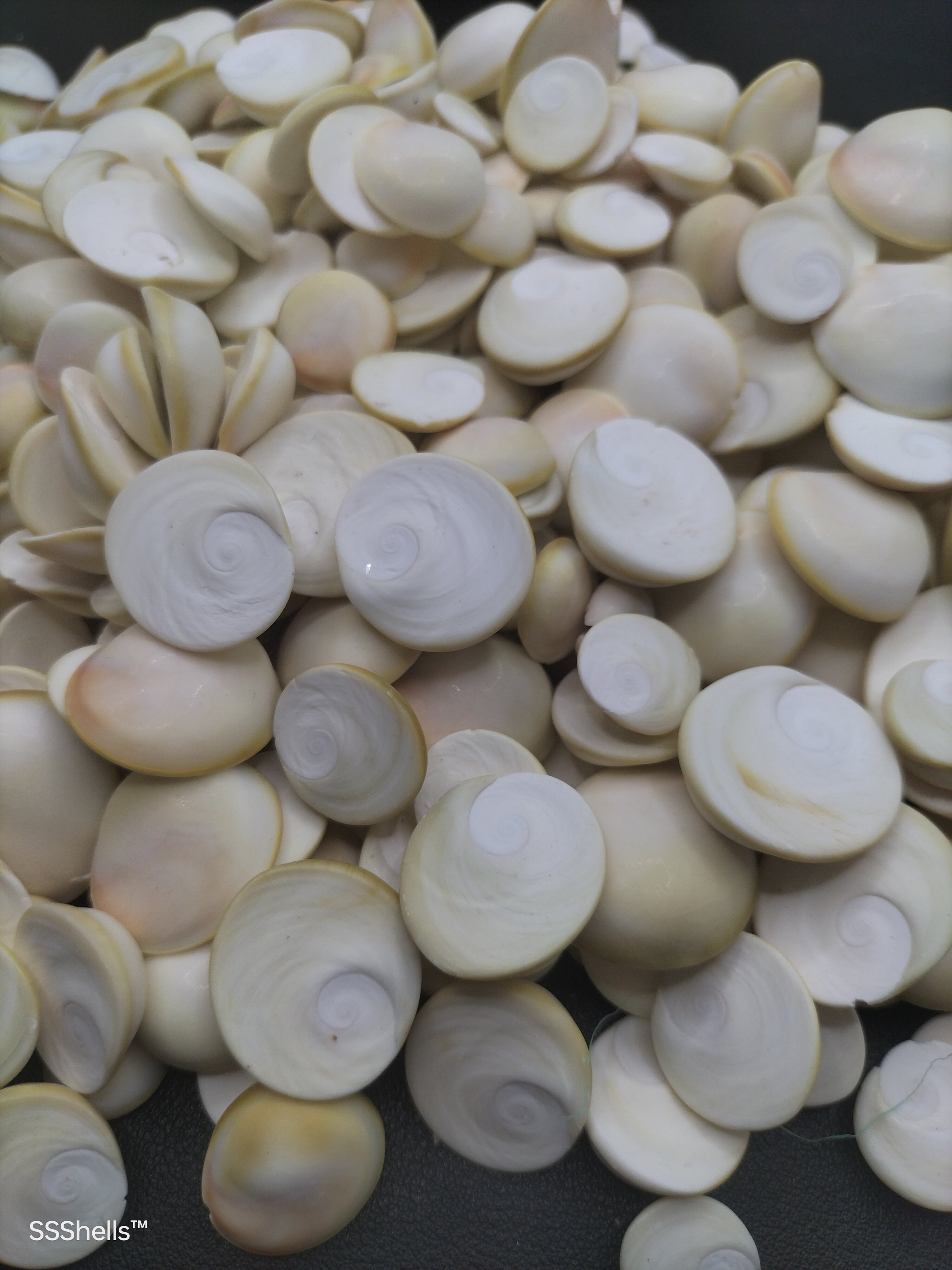 200g white operculum shells | She Sells Shells
