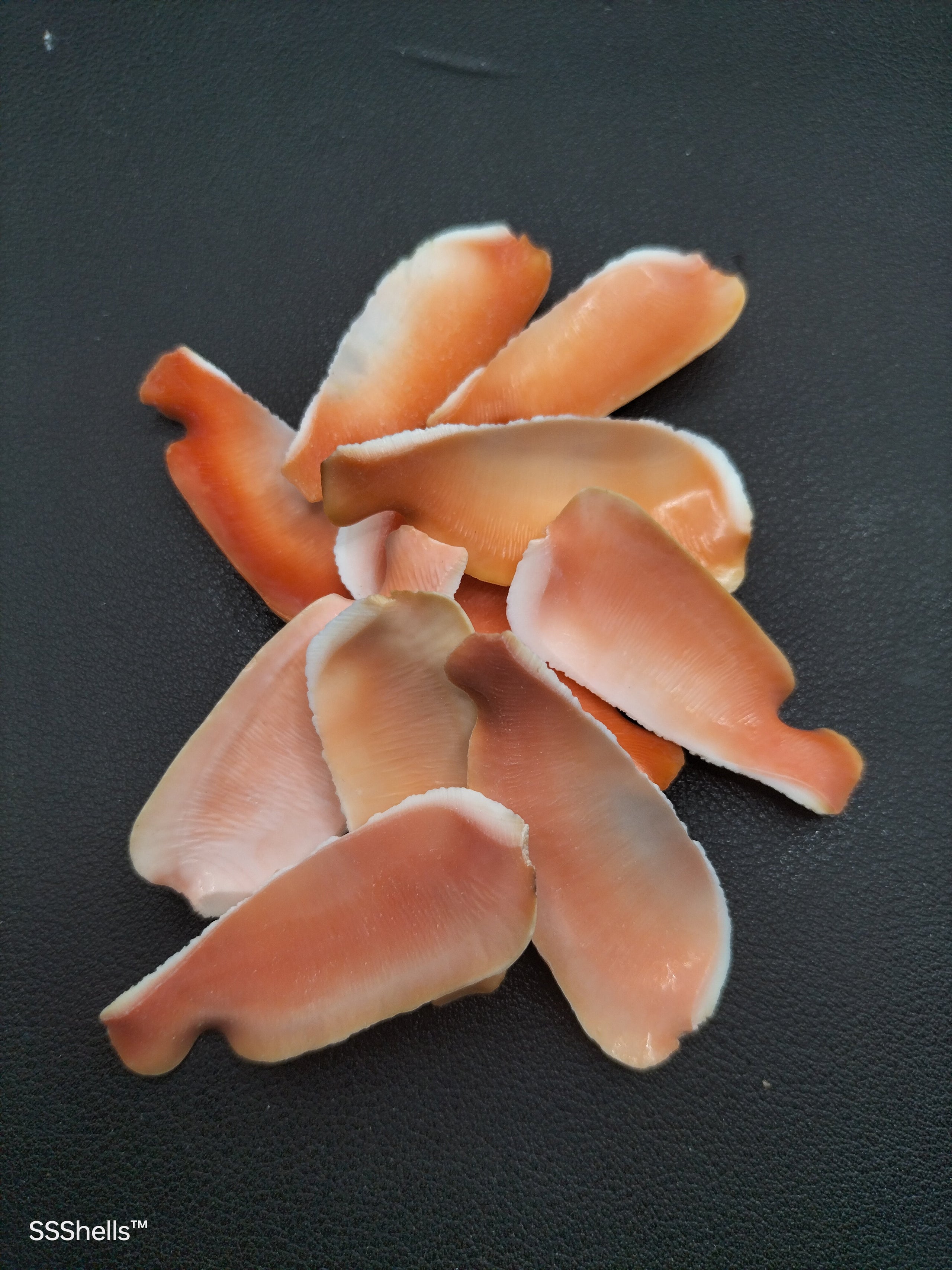 10 sliced red lip shells | She Sells Shells