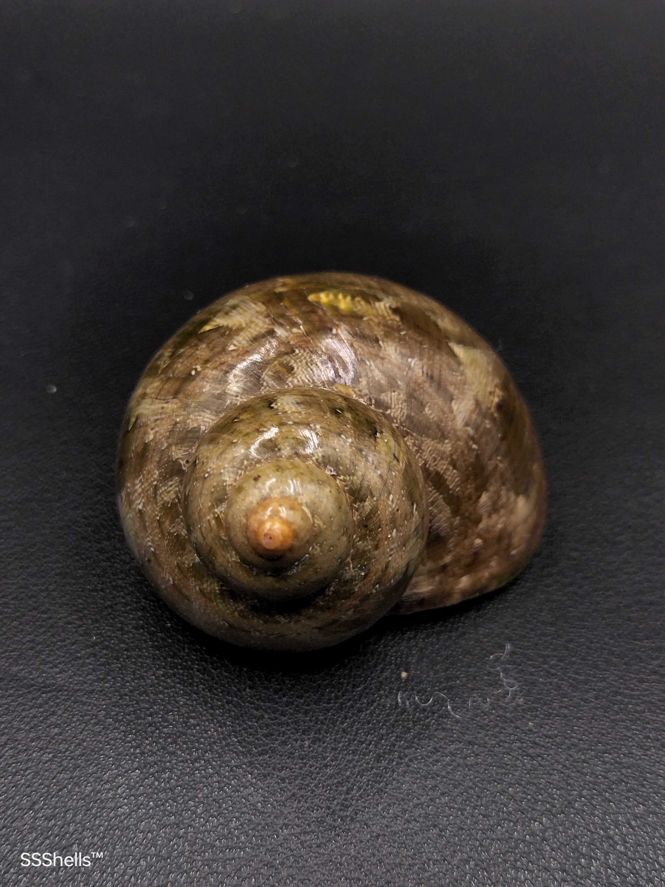 Turbo reevei (with operculum) #9119 | She Sells Shells