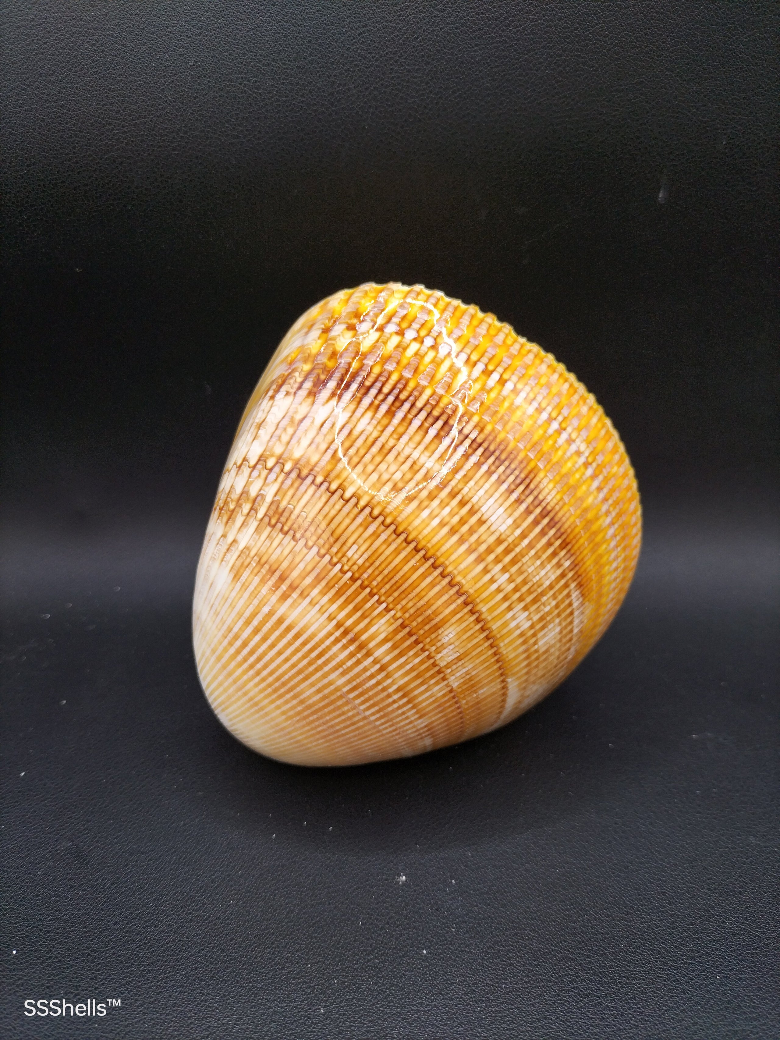 Giant laevicardium elatum | She Sells Shells